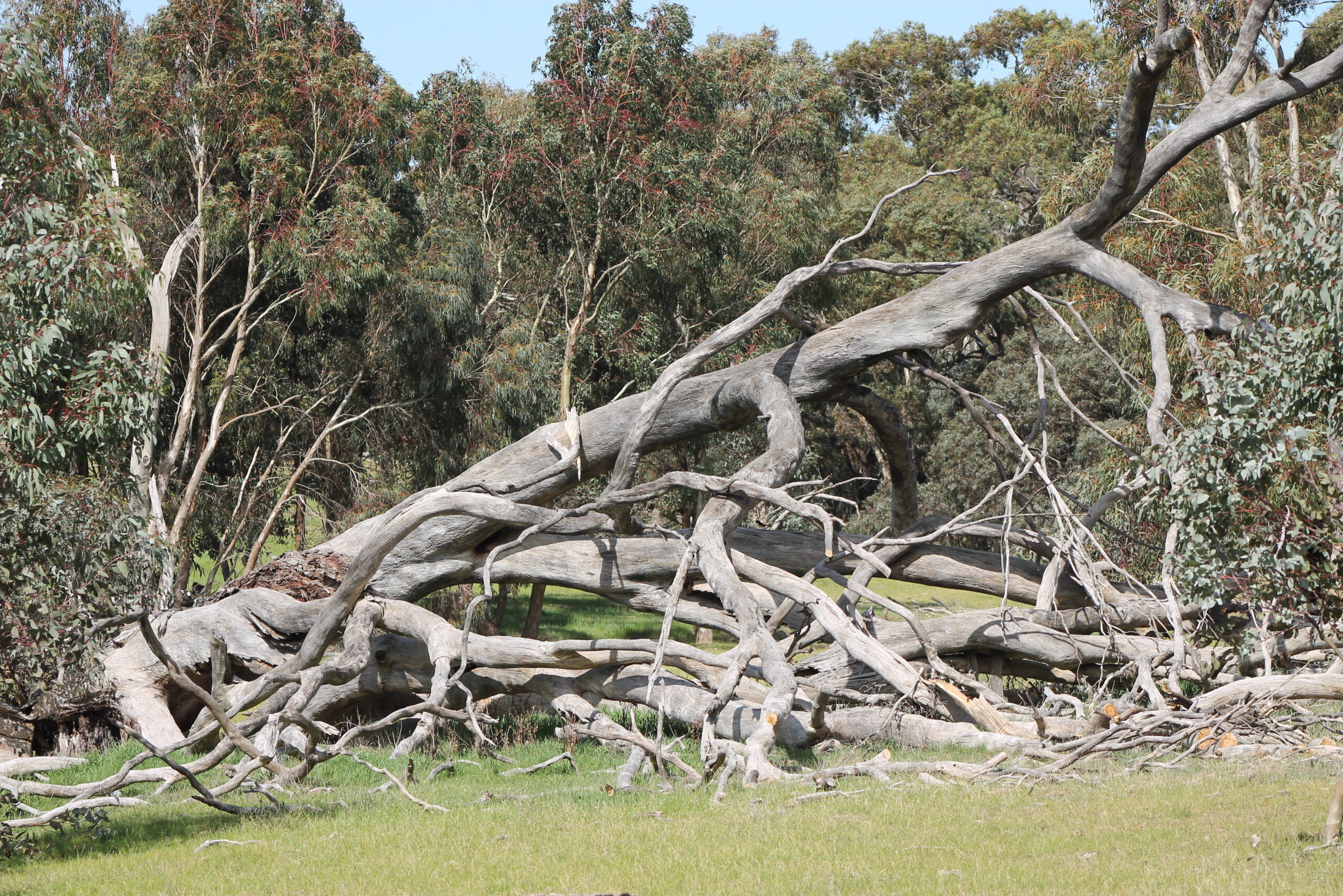 Fallen Dead Tree – Parnell Photos