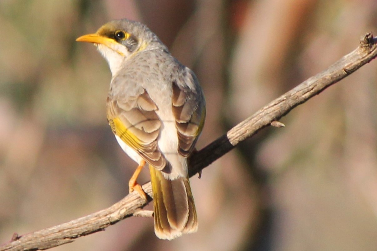 Miner Birds – Parnell Photos