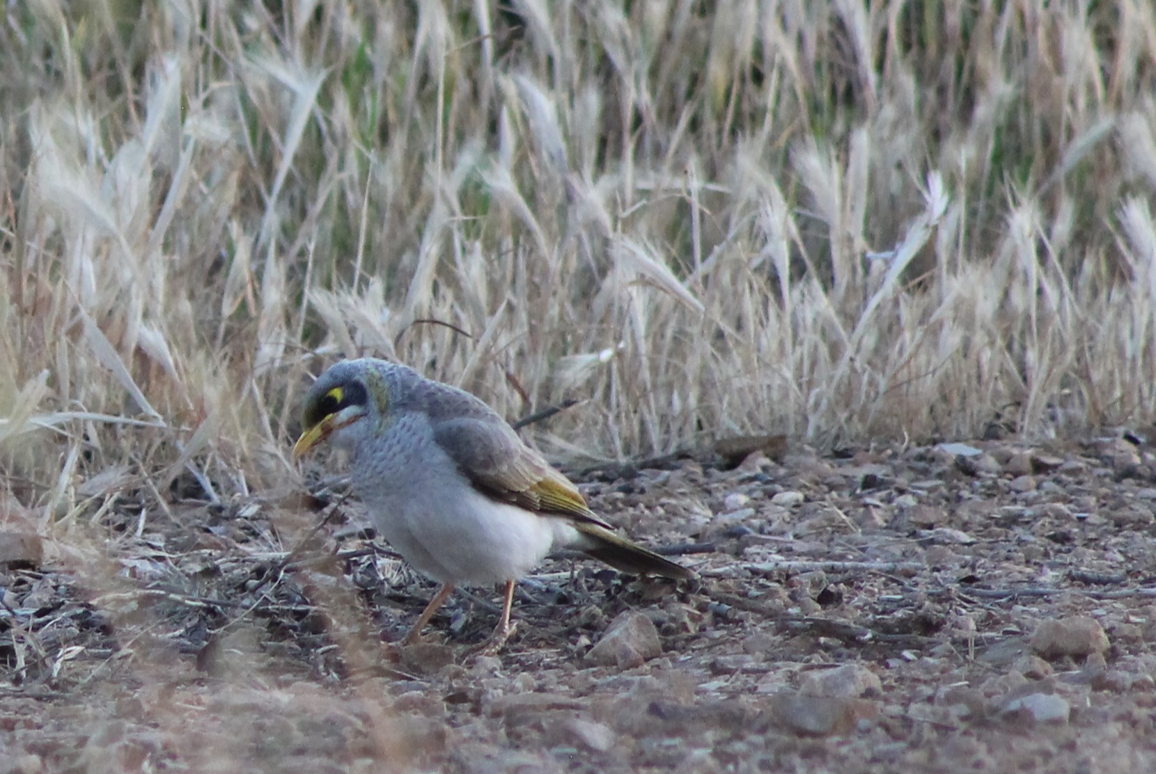 Miner Birds – Parnell Photos
