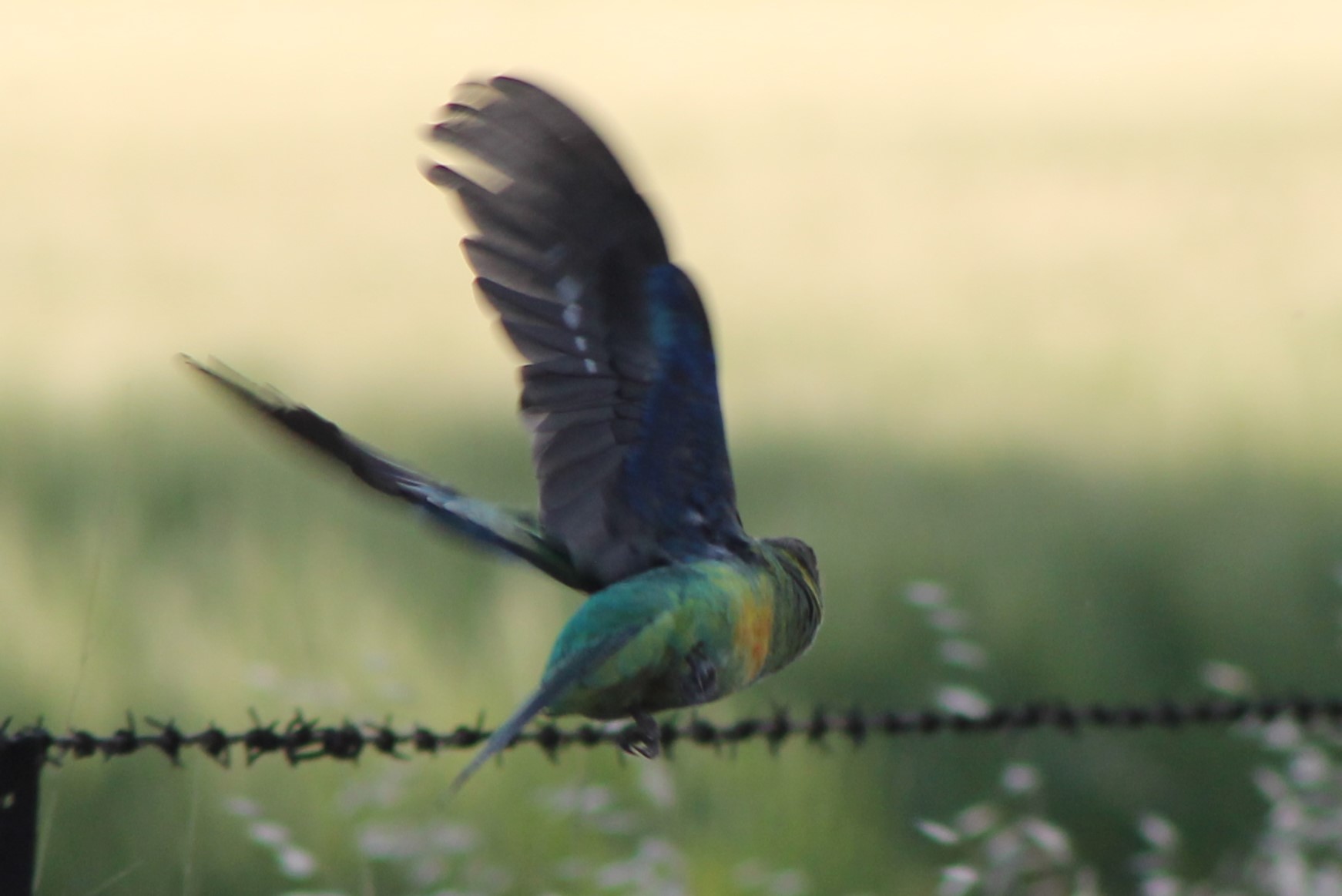 Parrots – Parnell Photos