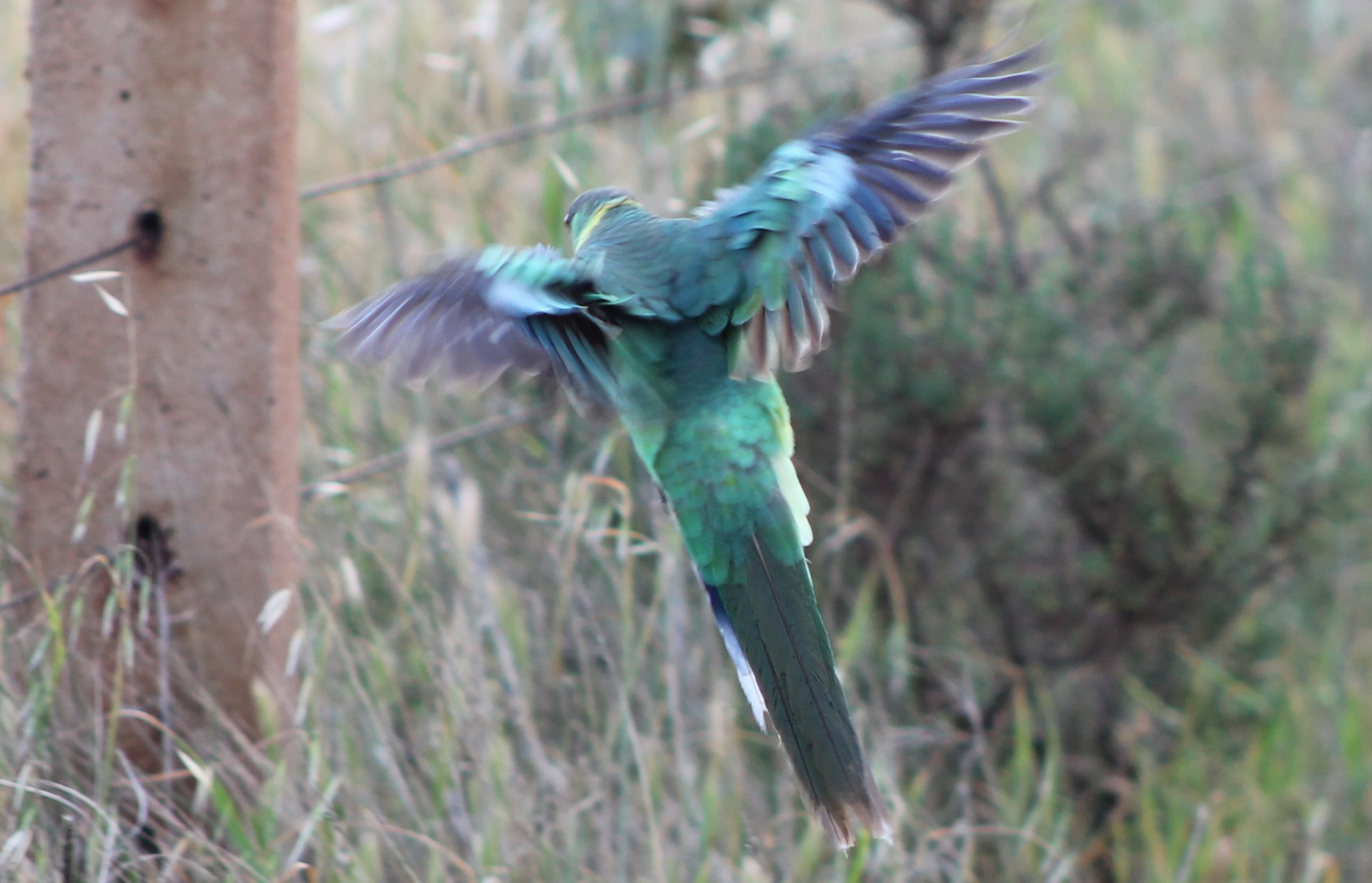 Parrots – Parnell Photos