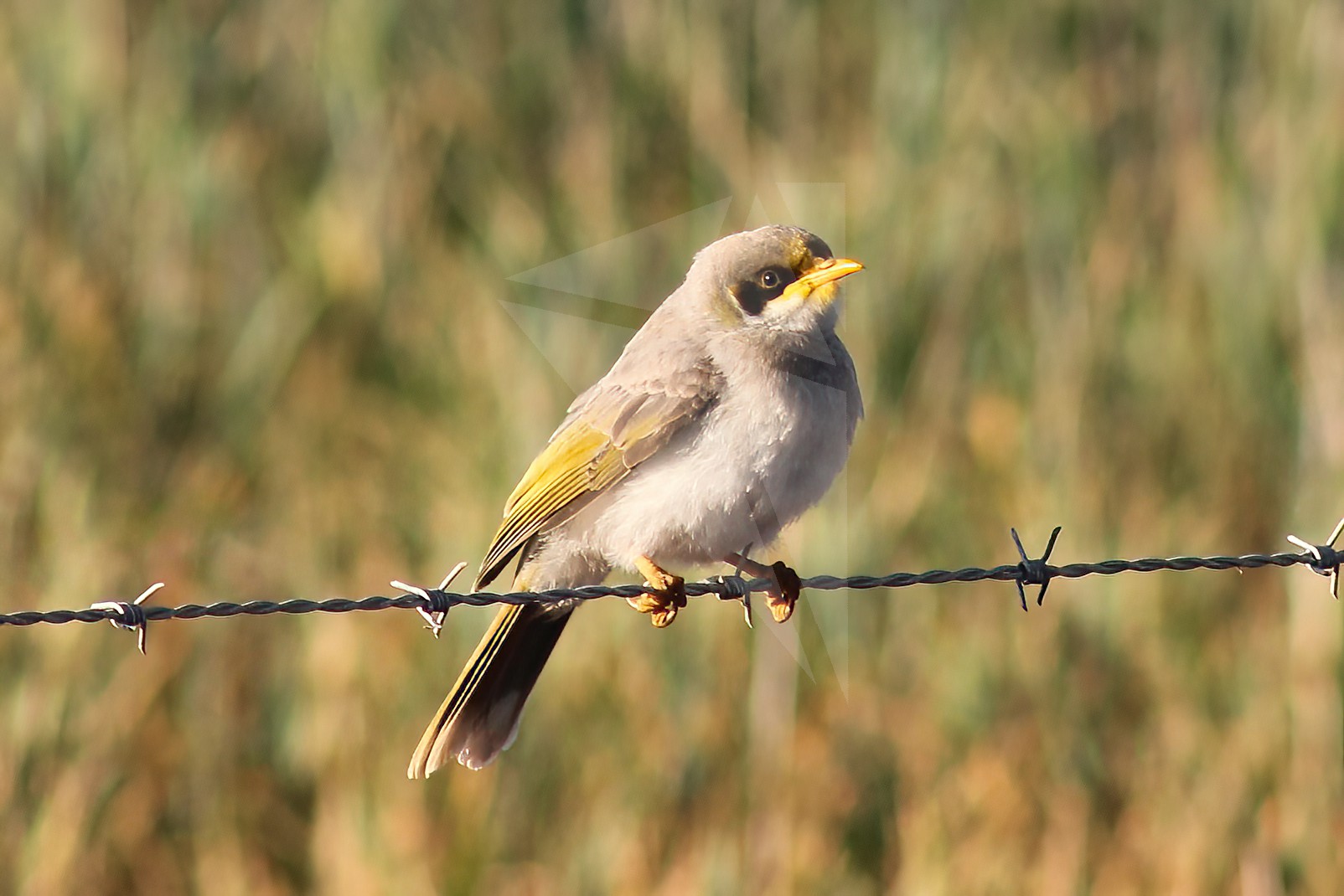 Miner Bird Photos – Parnell Photos