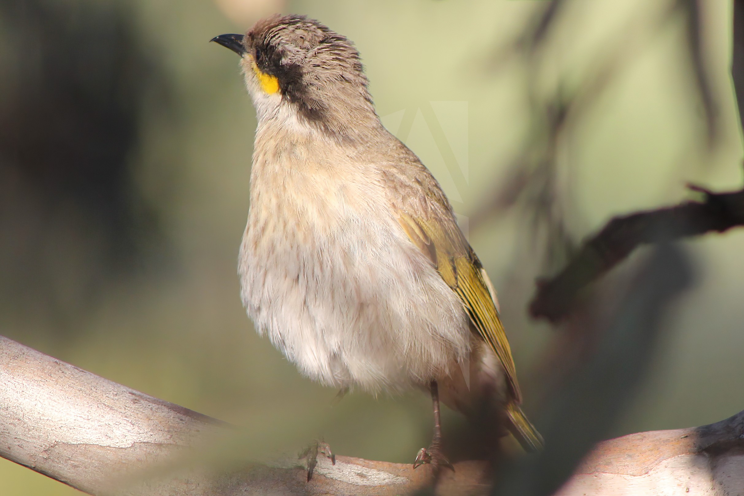 Miner Bird Photos – Parnell Photos