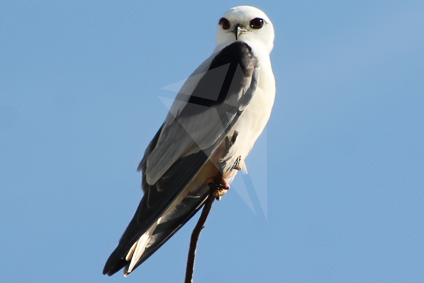Black-shouldered Kite Photos – Parnell Photos