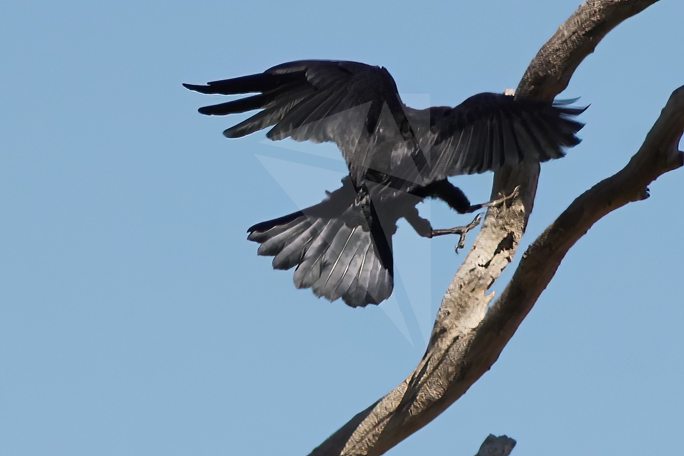 Crow Photos – Parnell Photos