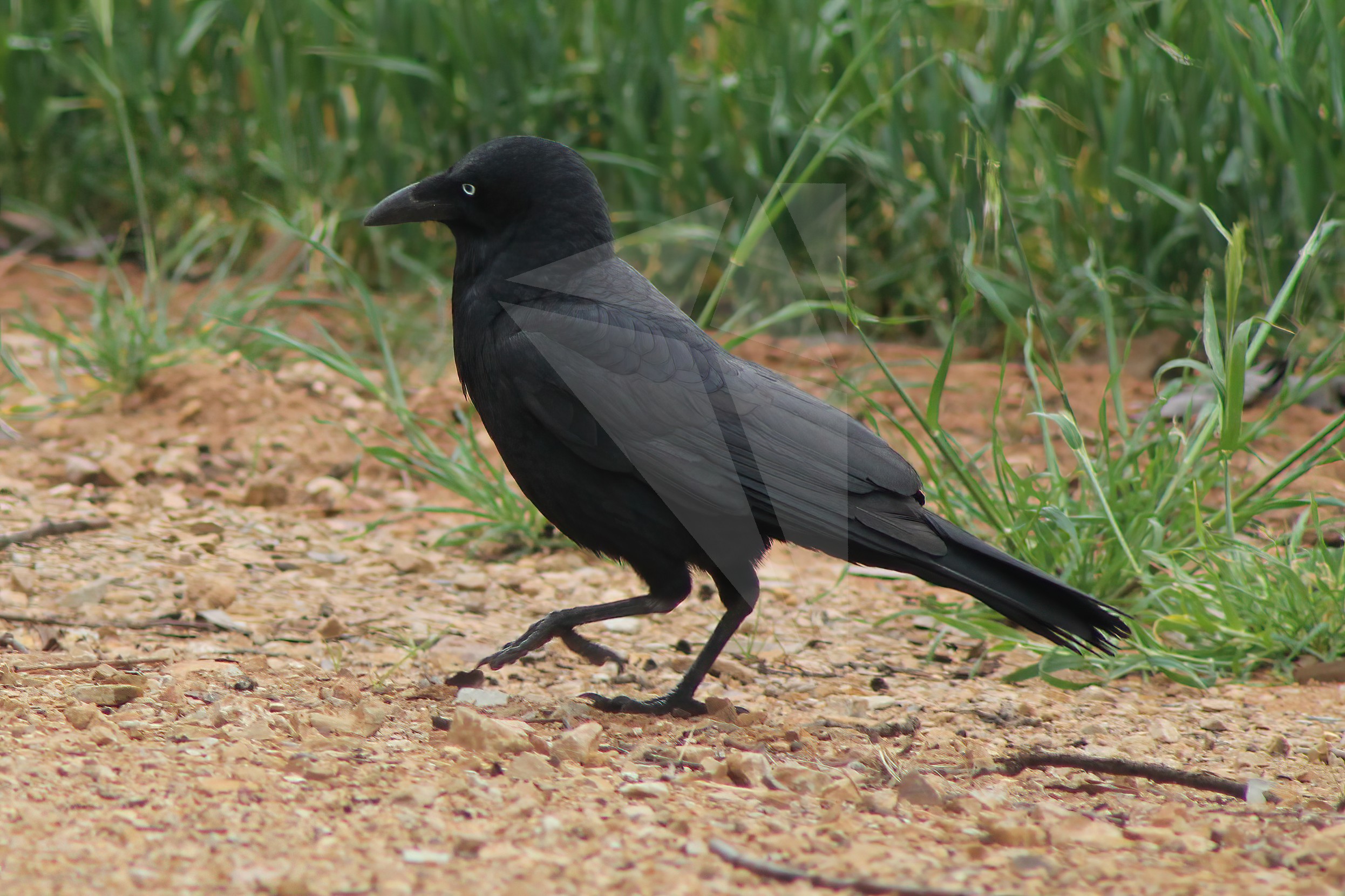 Crow Photos – Parnell Photos