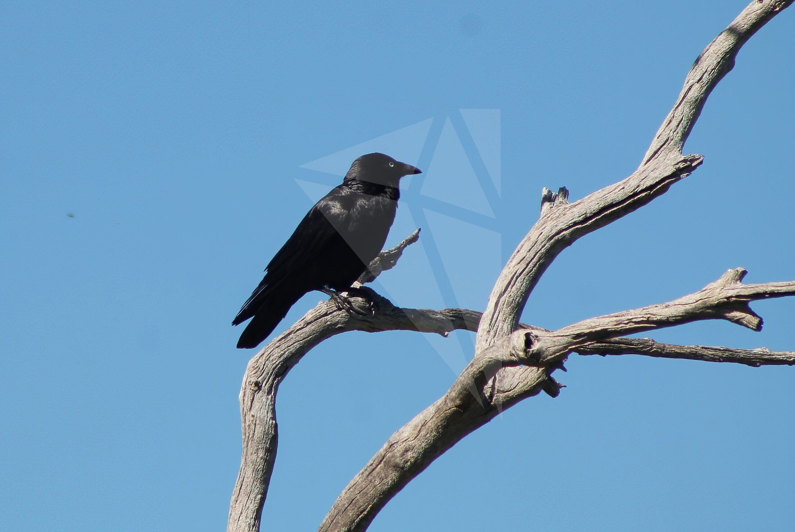 Crow Photos – Parnell Photos