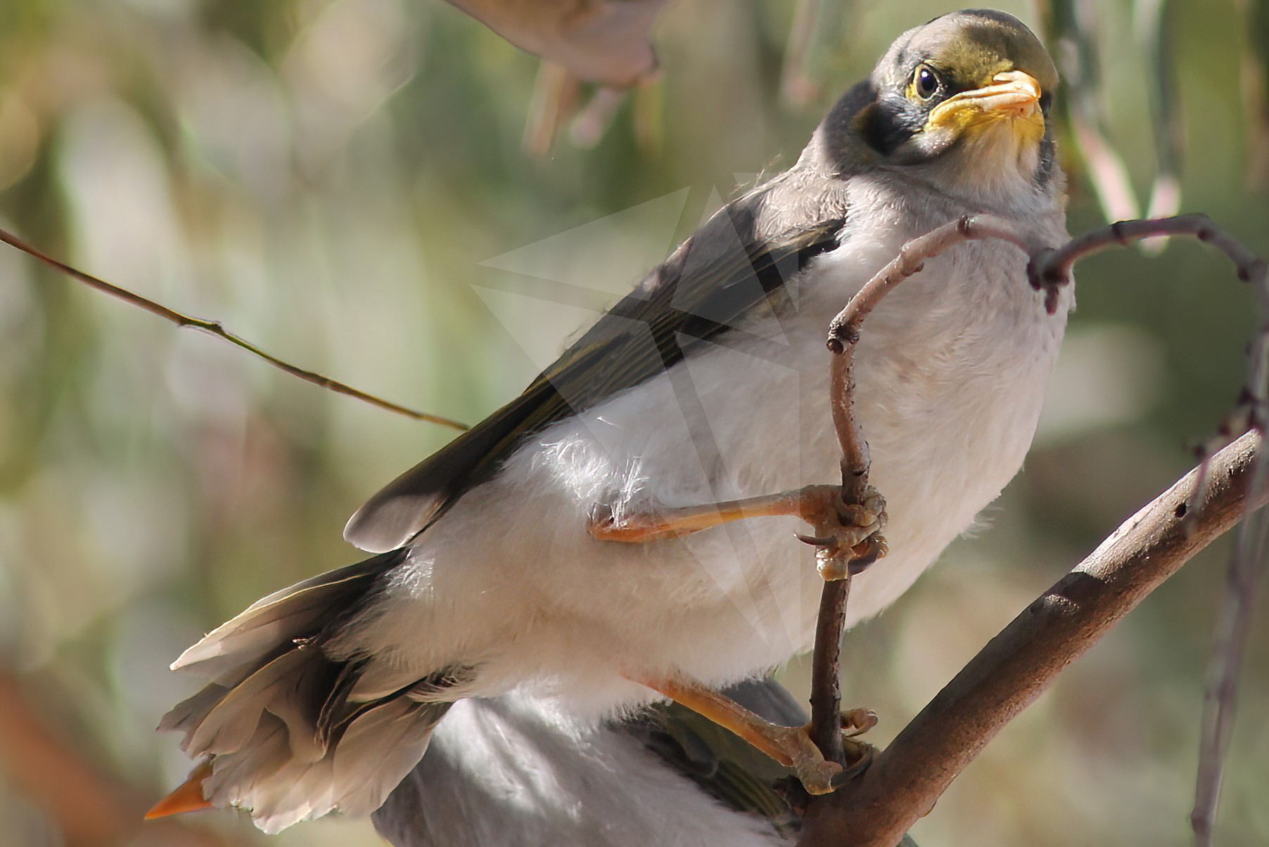 Miner Bird Photos – Parnell Photos