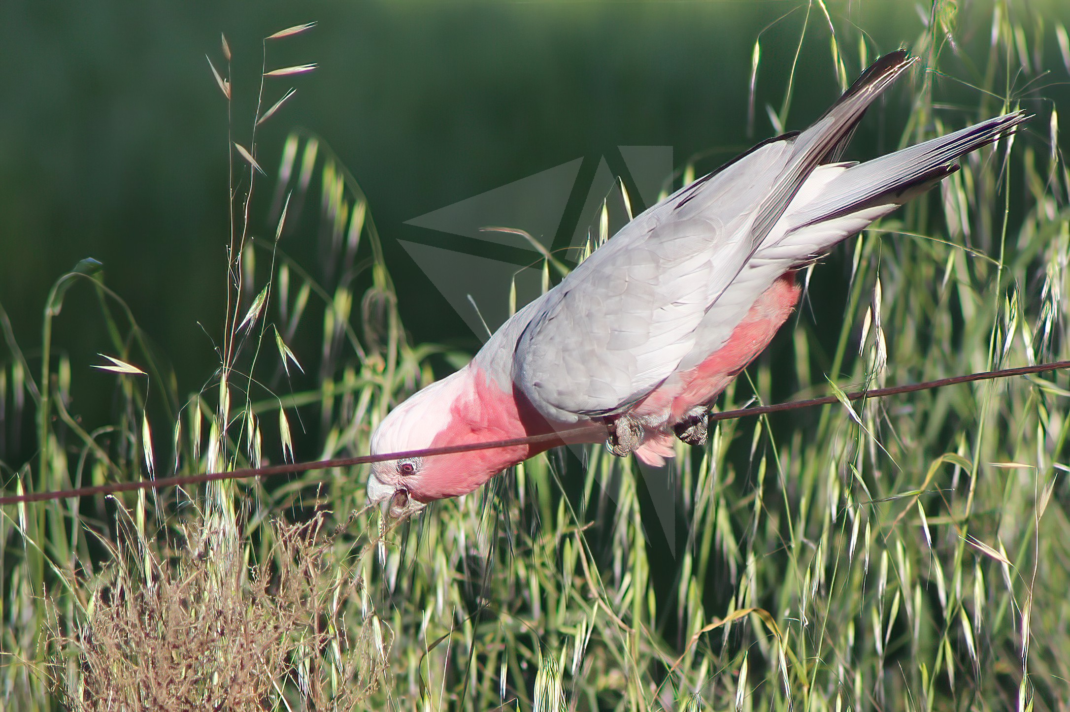 Galah Photos – Parnell Photos