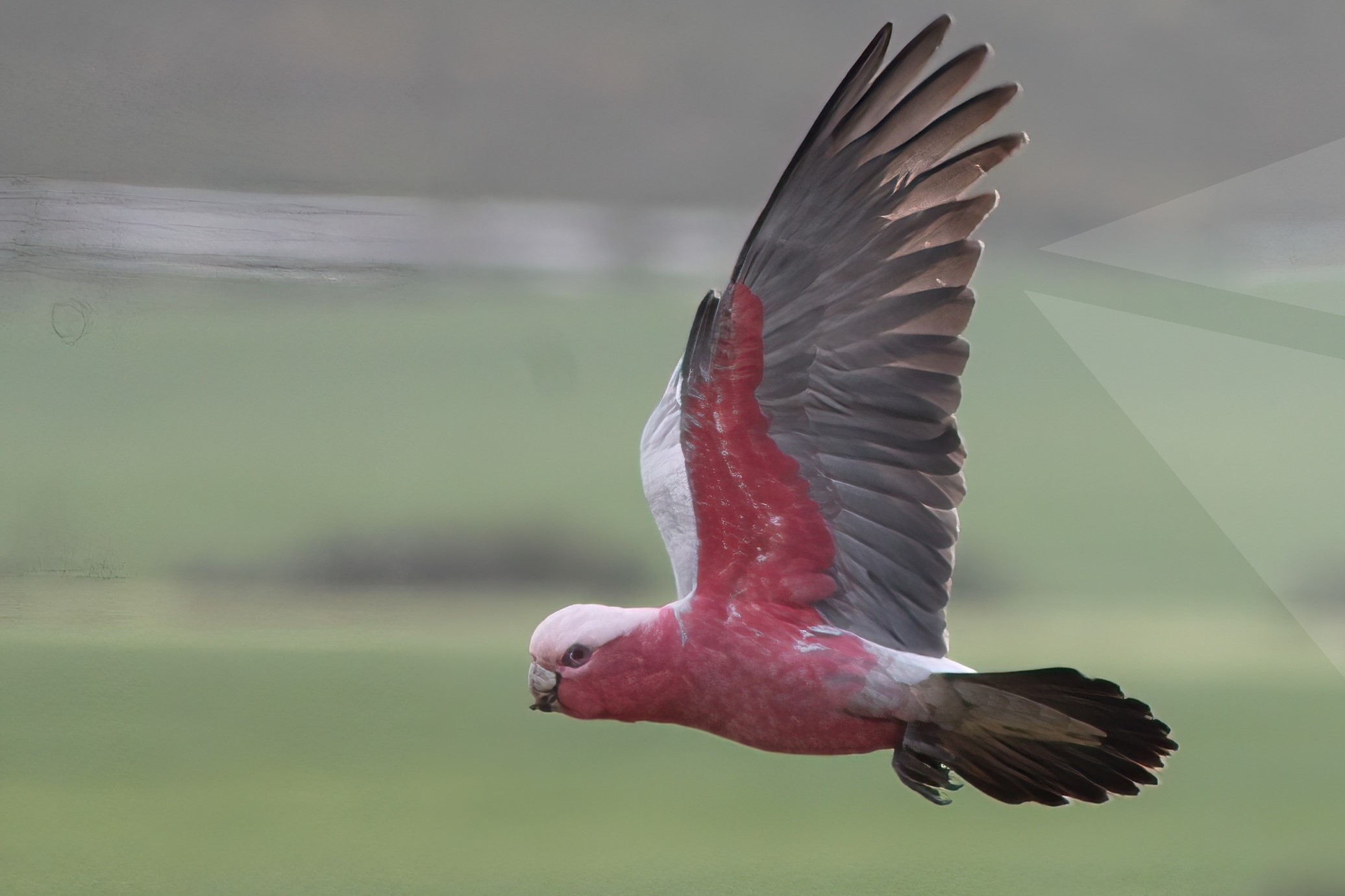 Galah Photos – Parnell Photos