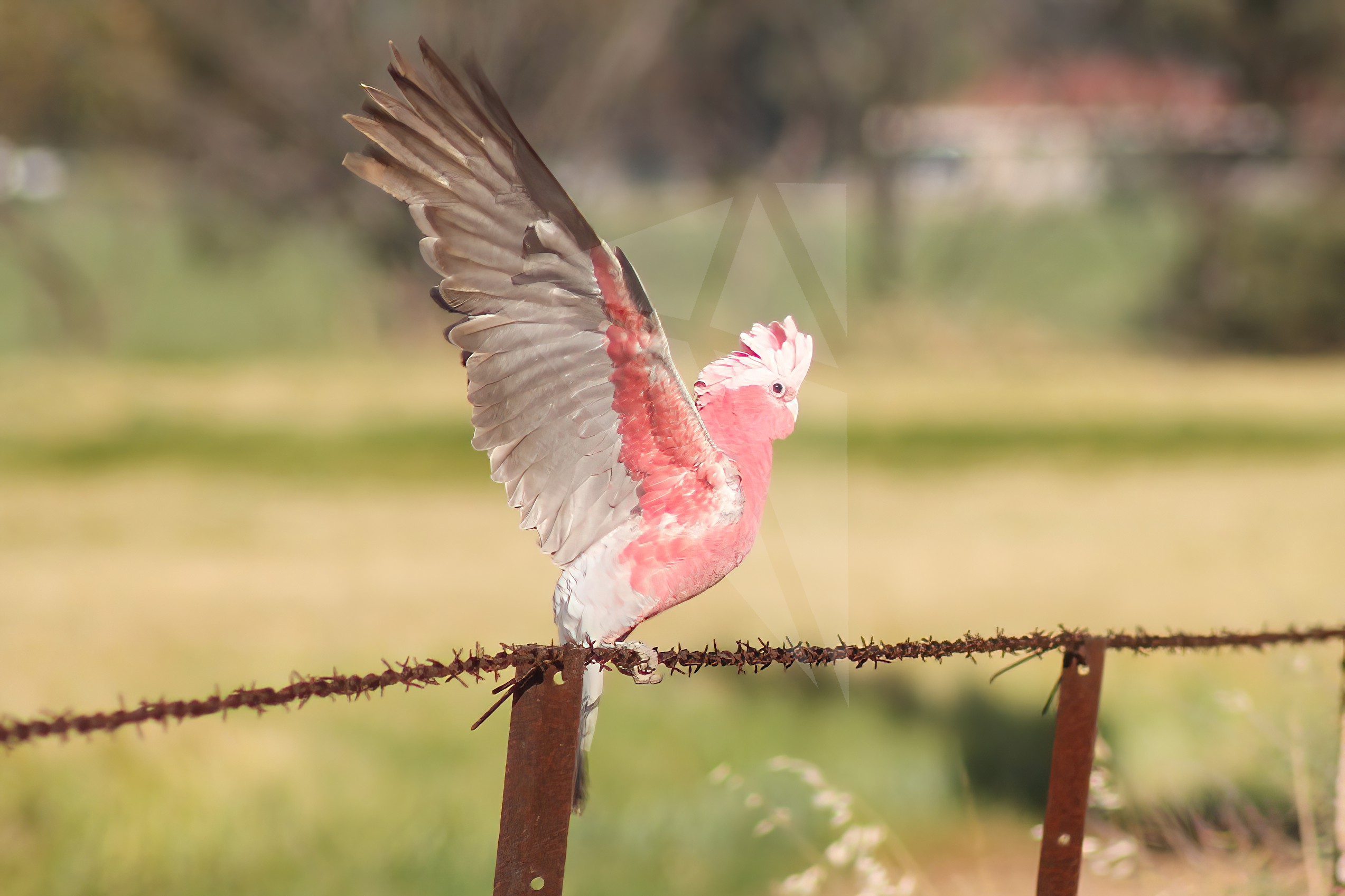 Galah Photos – Parnell Photos