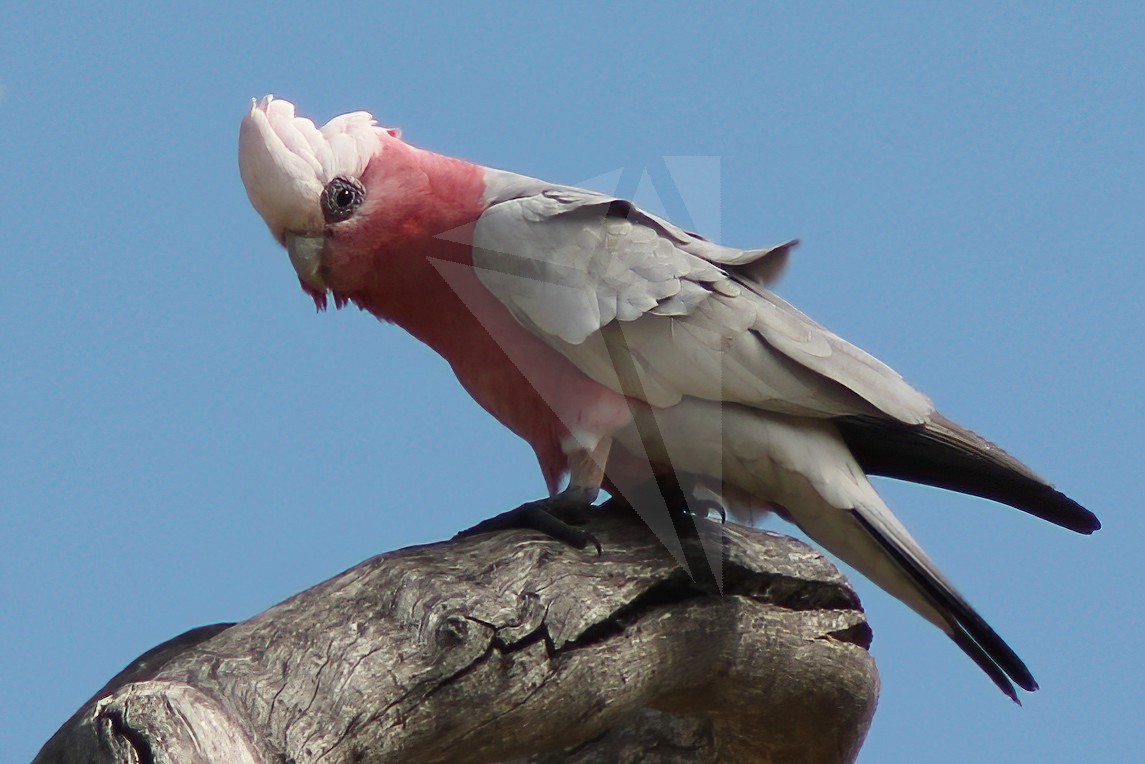 Galah Photos – Parnell Photos