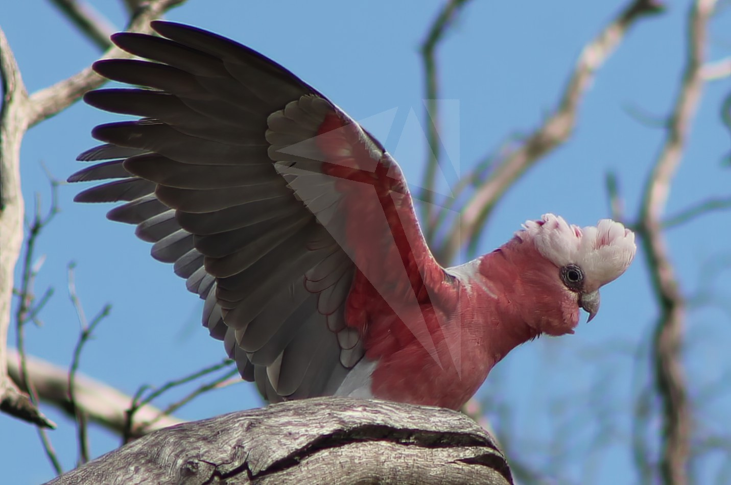 Galah Photos – Parnell Photos