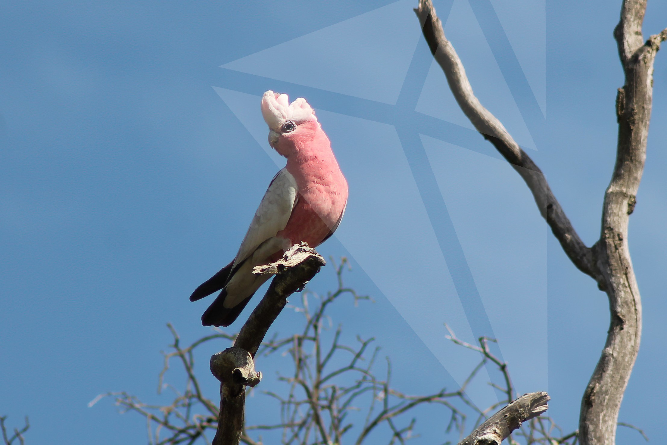Galah Photos – Parnell Photos