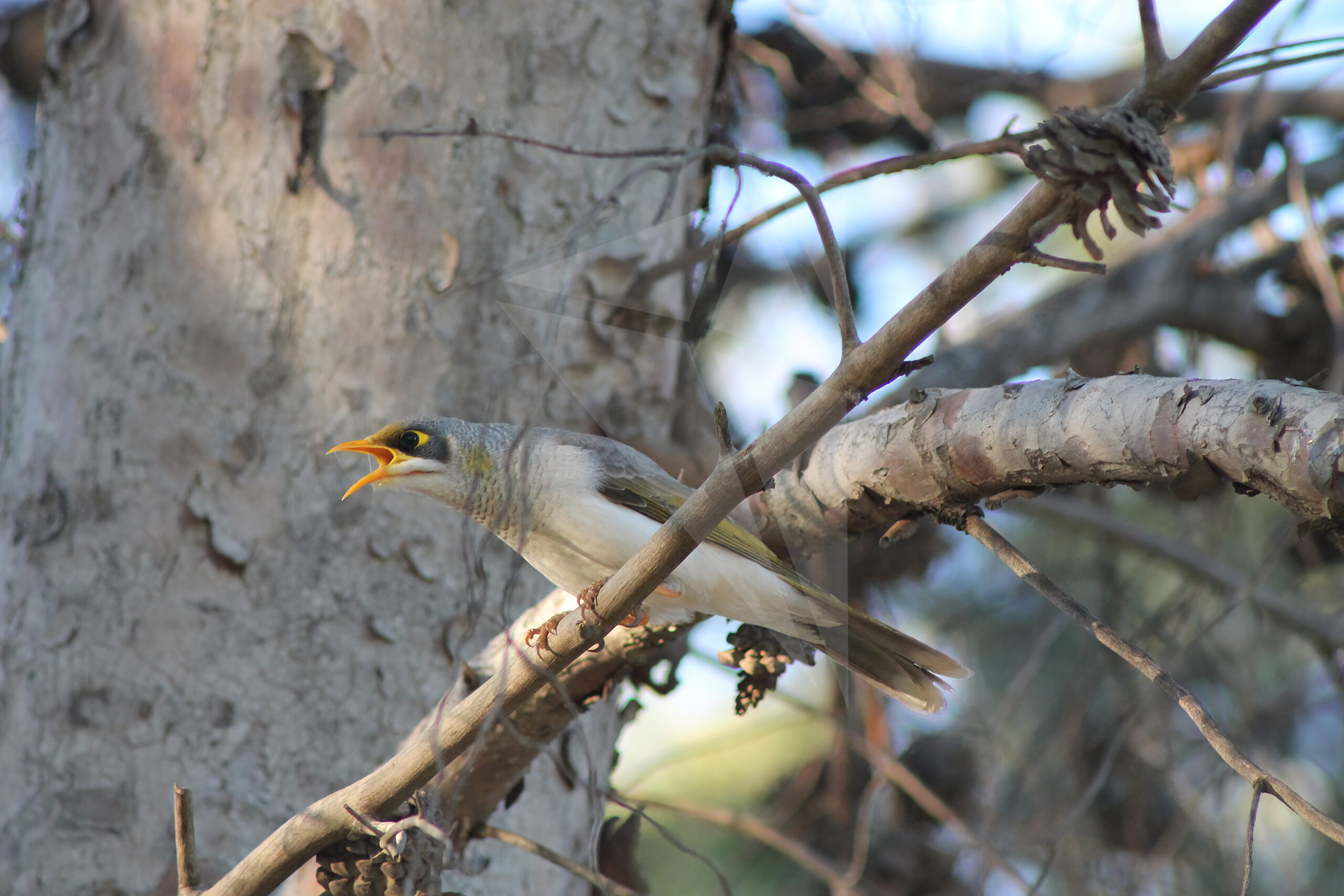 Miner Bird Photos – Parnell Photos