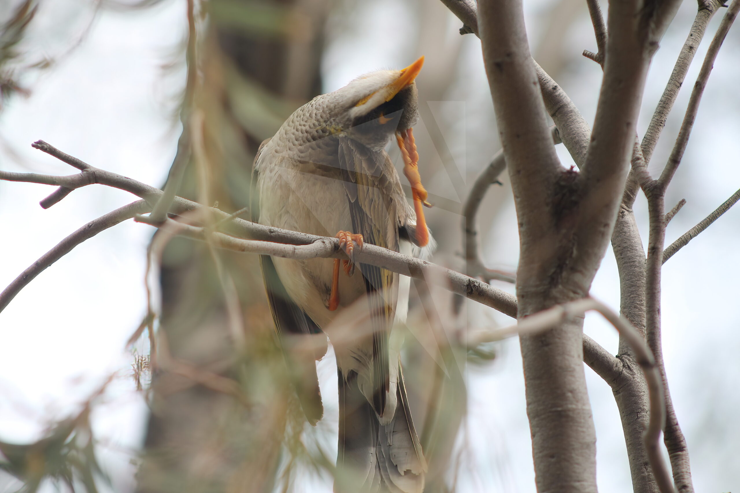 Miner Bird Photos – Parnell Photos