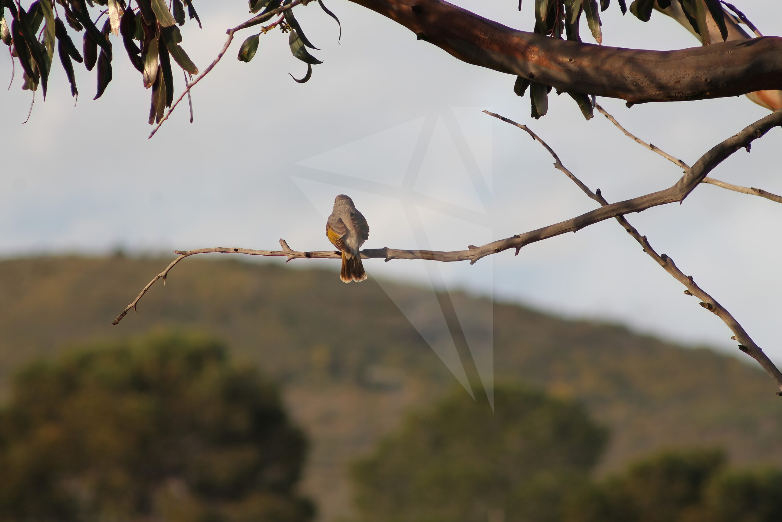 Miner Bird Photos – Parnell Photos
