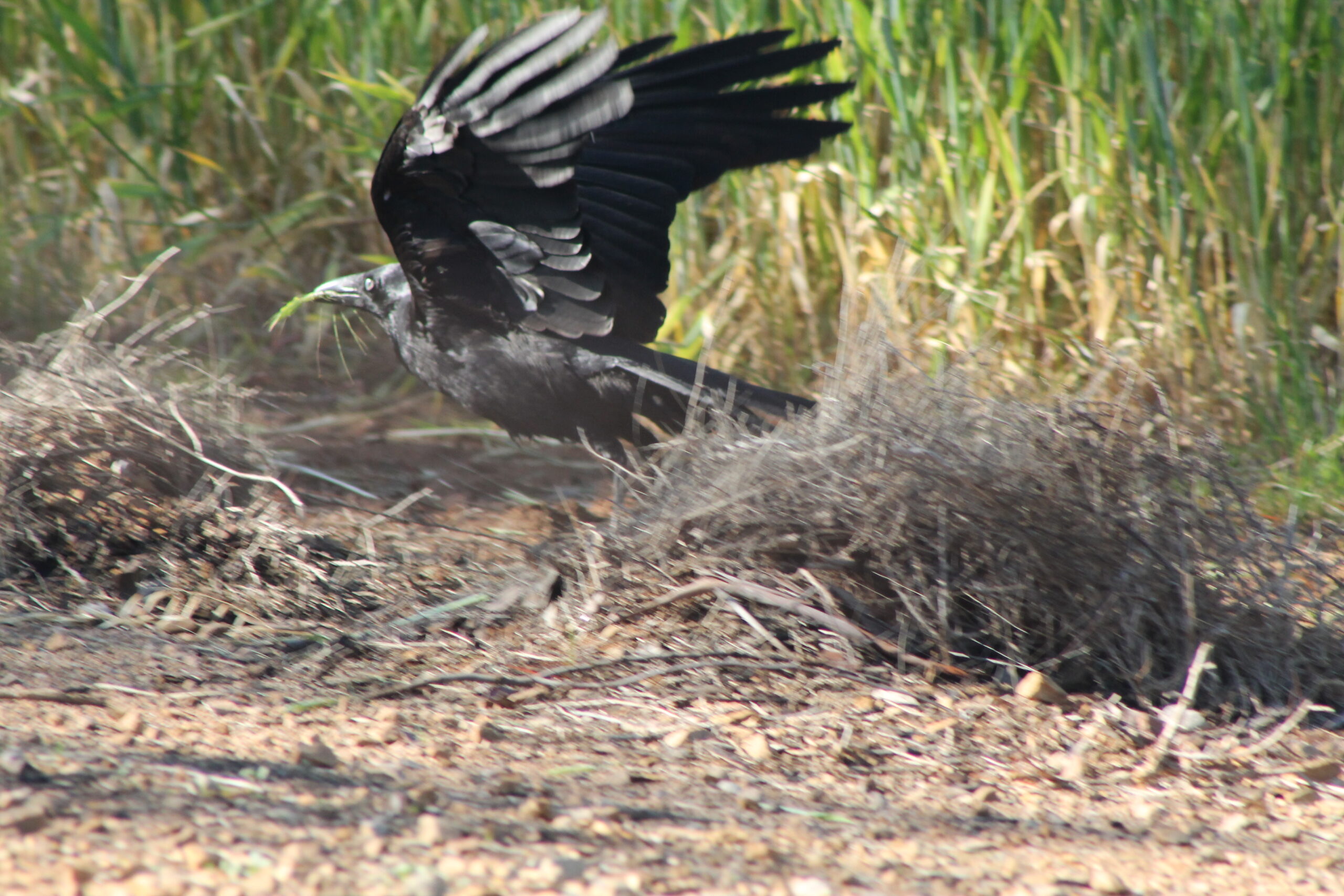 Crow Photos – Parnell Photos