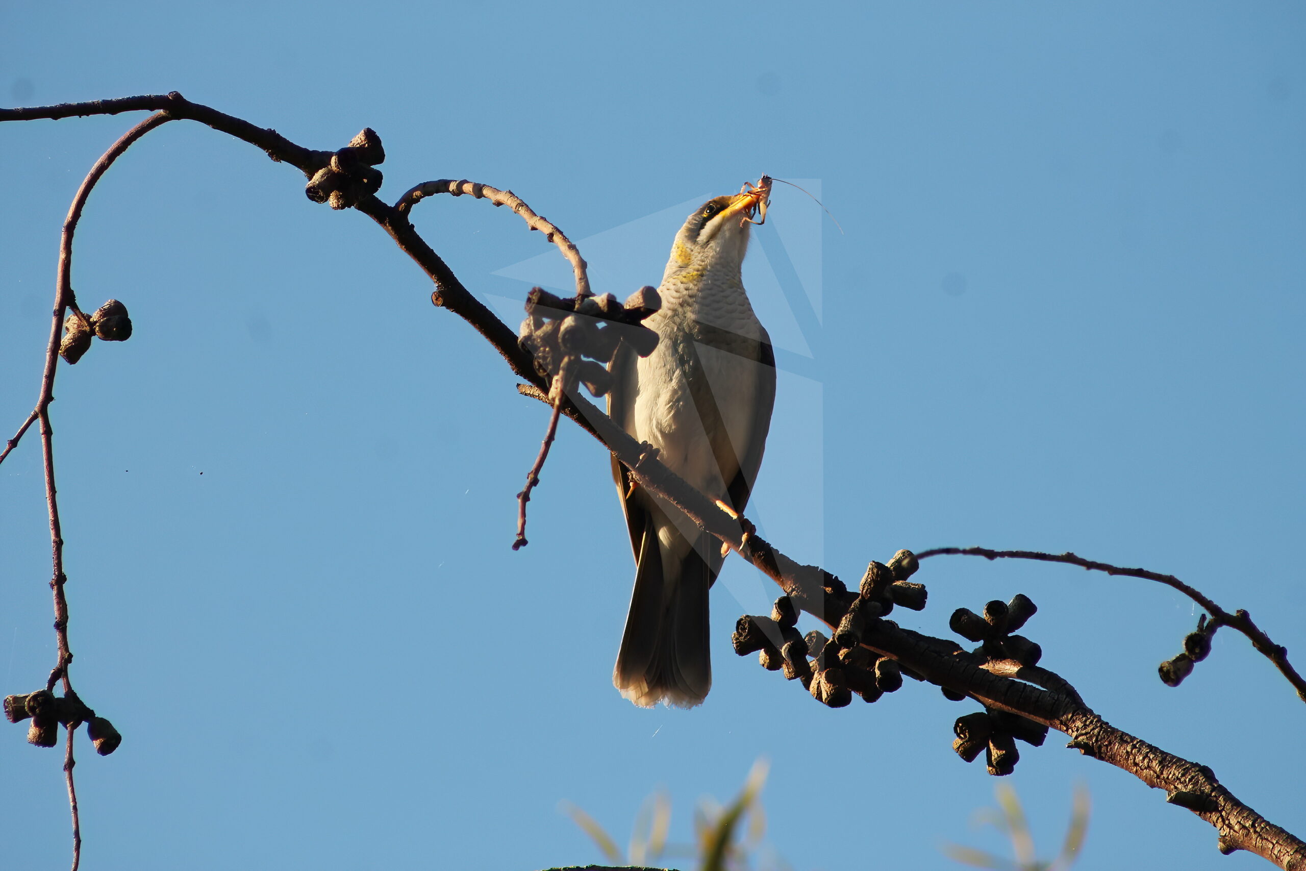 Miner Bird Photos – Parnell Photos