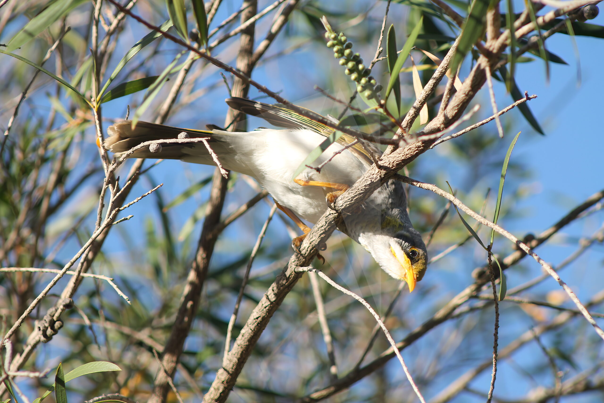 Miner Bird in Tree – Parnell Photos