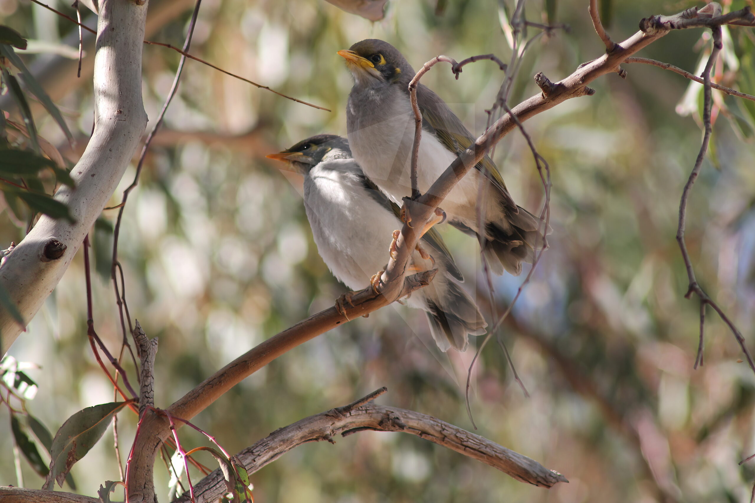 Miner Bird Photos – Parnell Photos