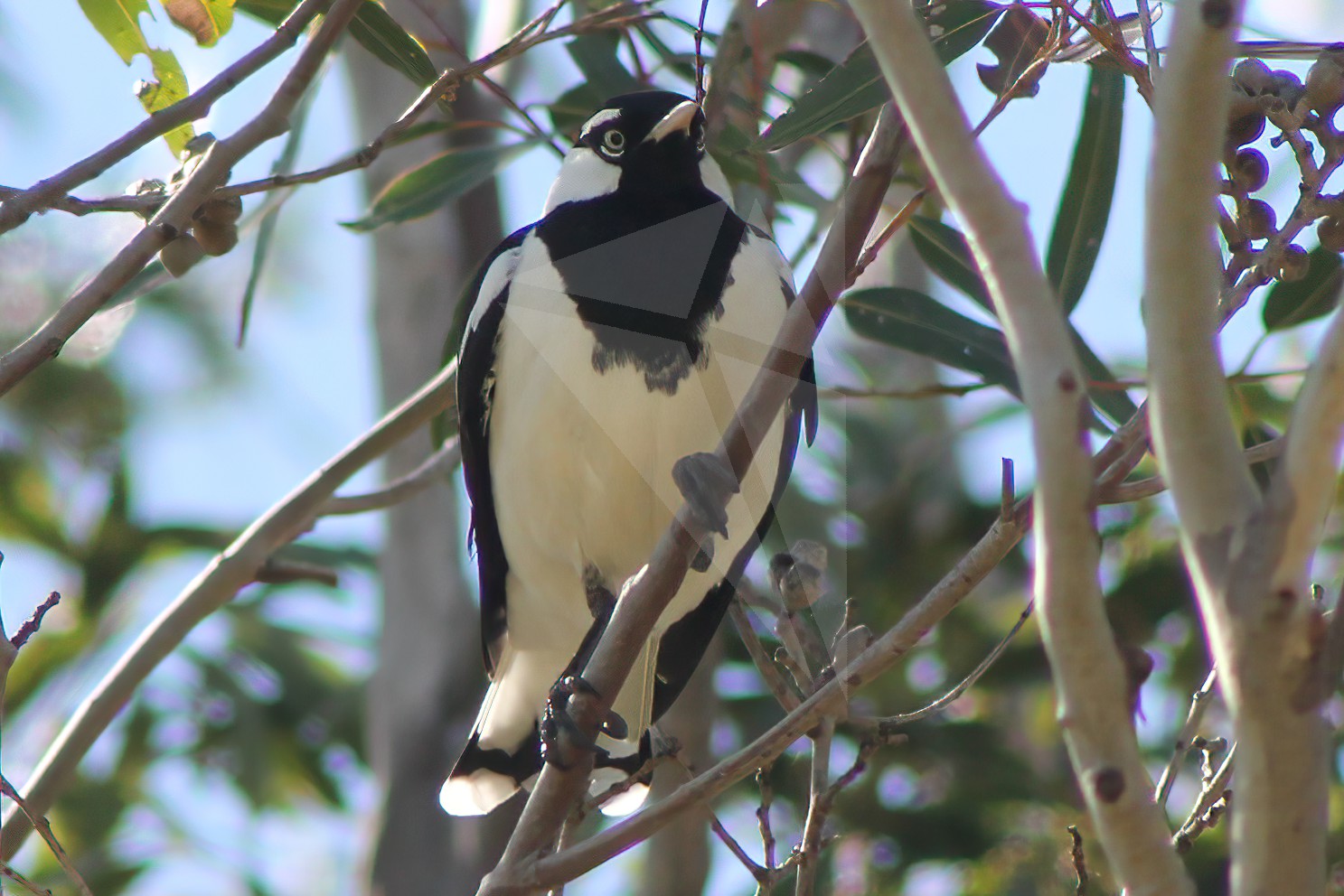 Magpie Photos – Parnell Photos