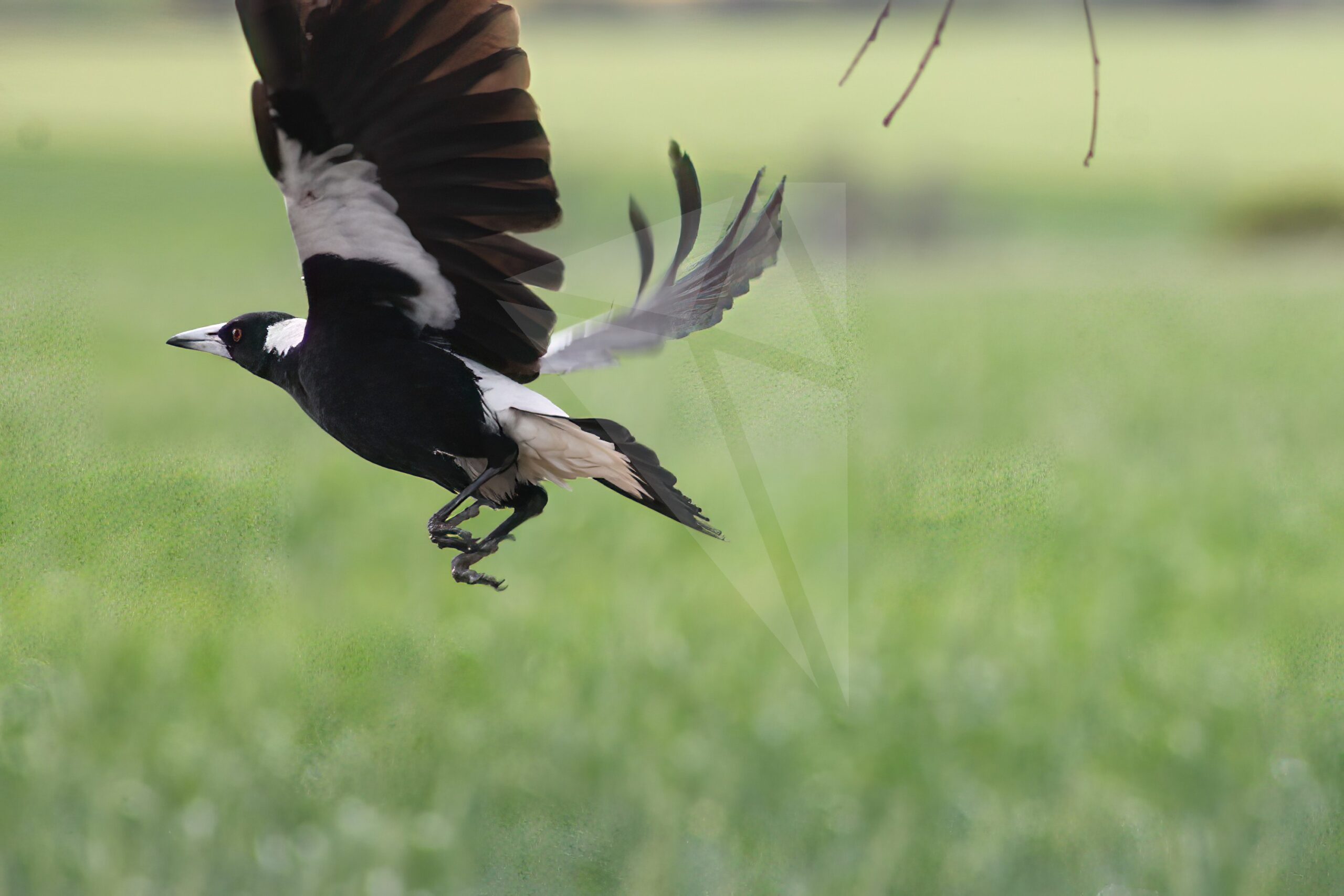 Magpie Photos – Parnell Photos