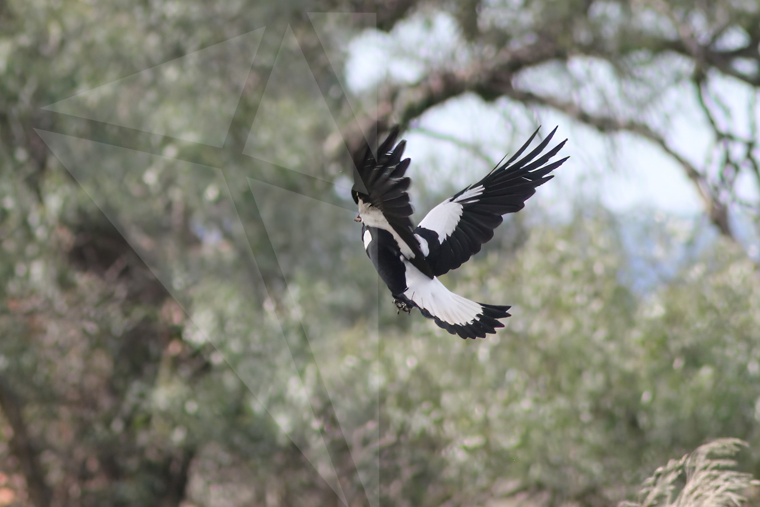 Magpie Photos – Parnell Photos