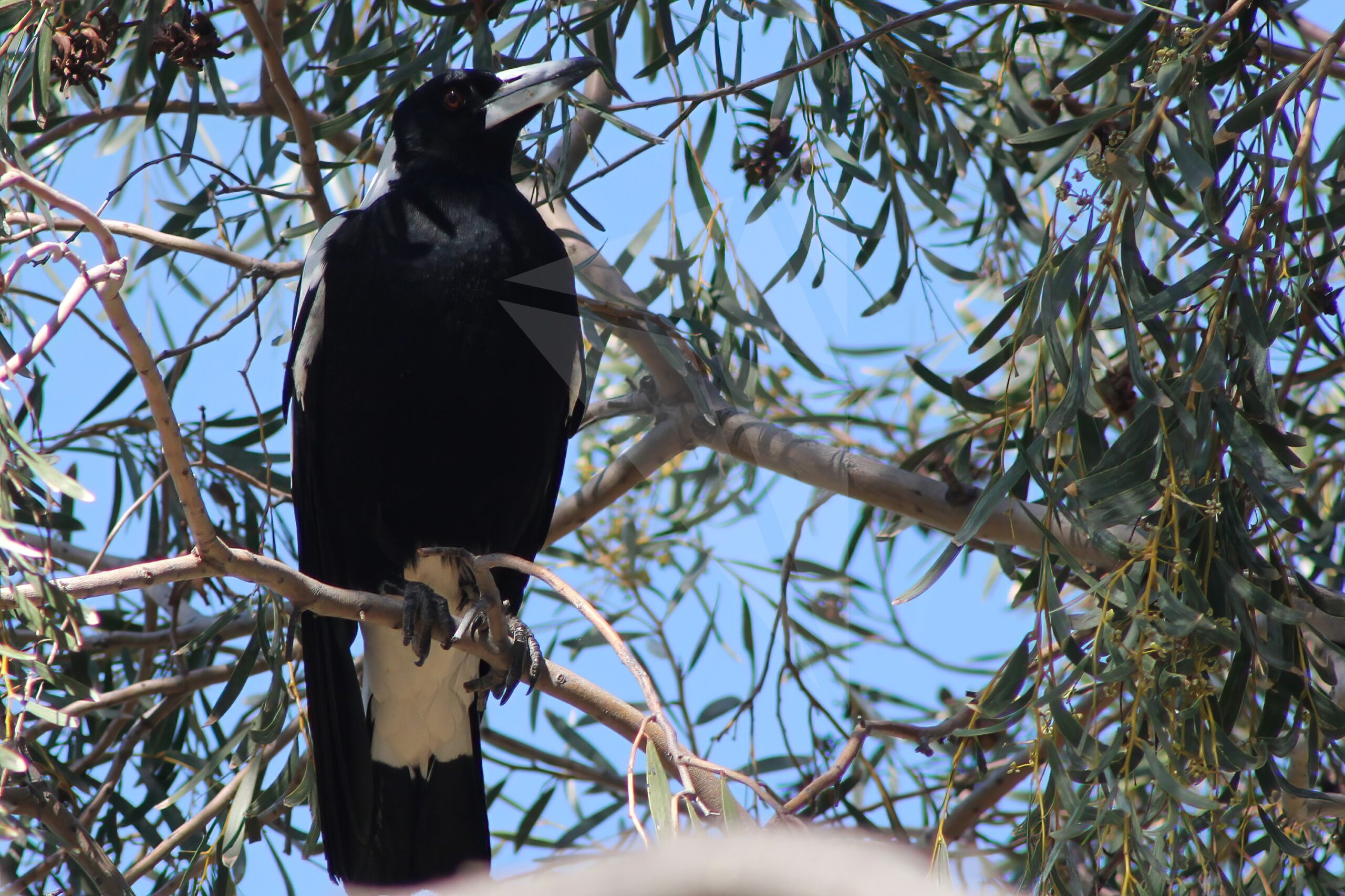 Magpie Photos – Parnell Photos