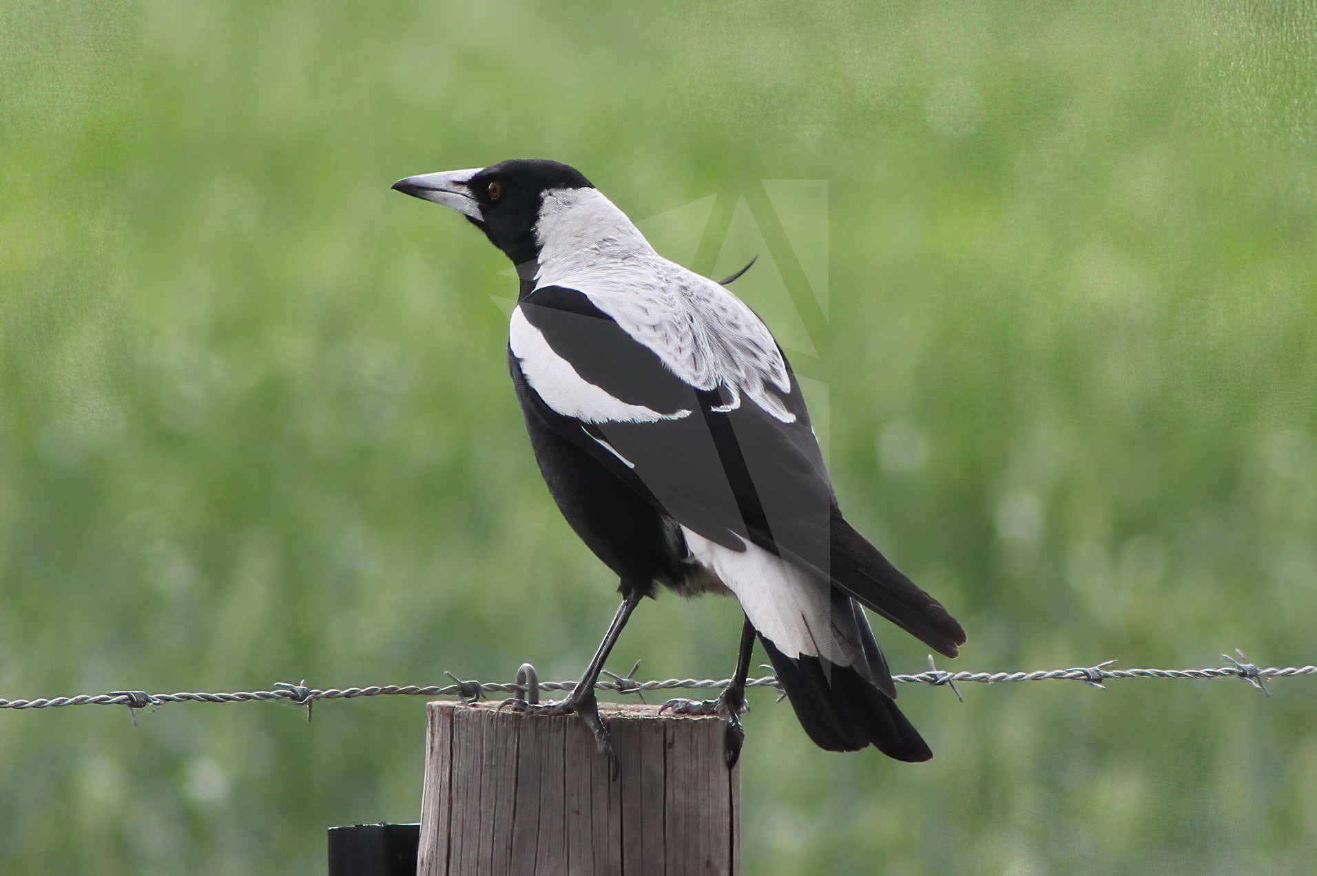 Magpie Photos – Parnell Photos
