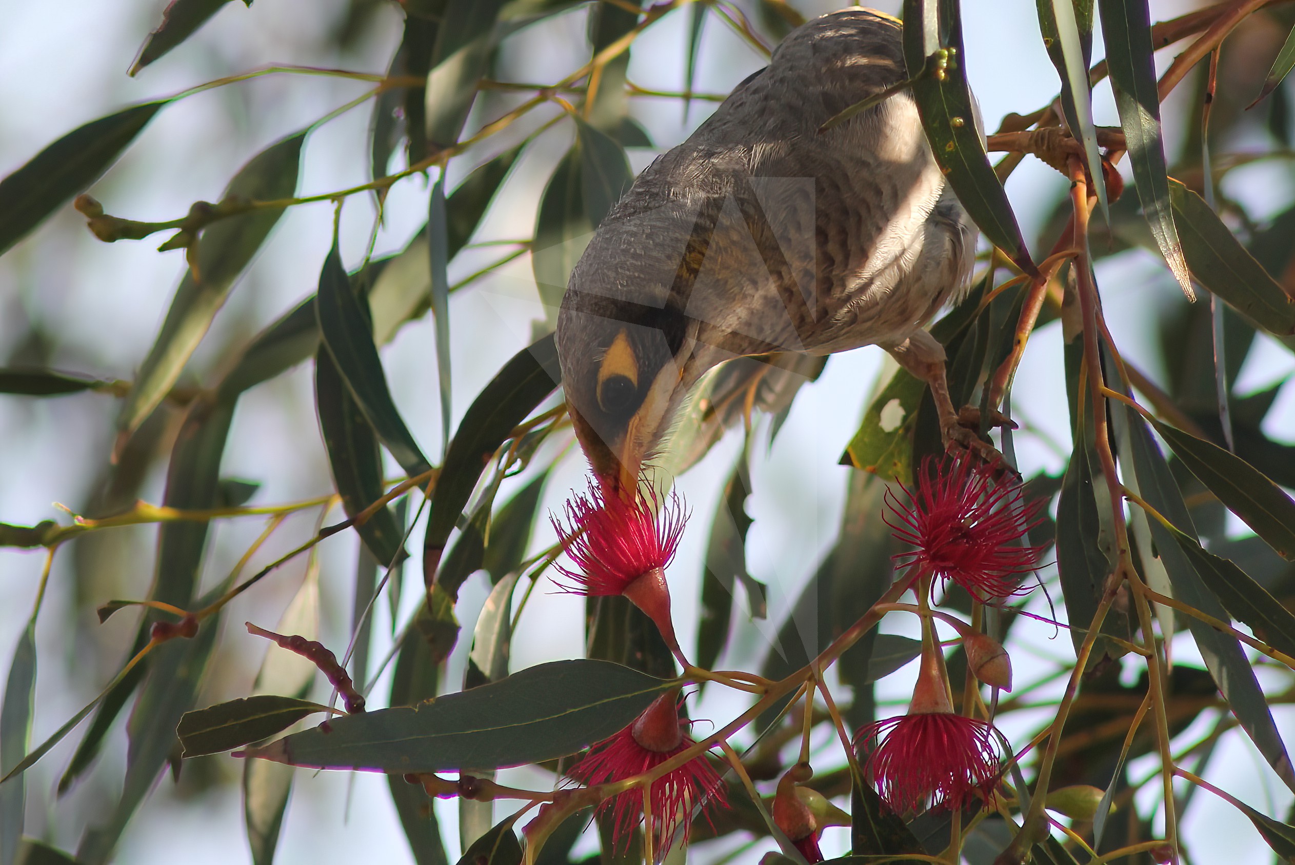 Miner Bird Photos – Parnell Photos