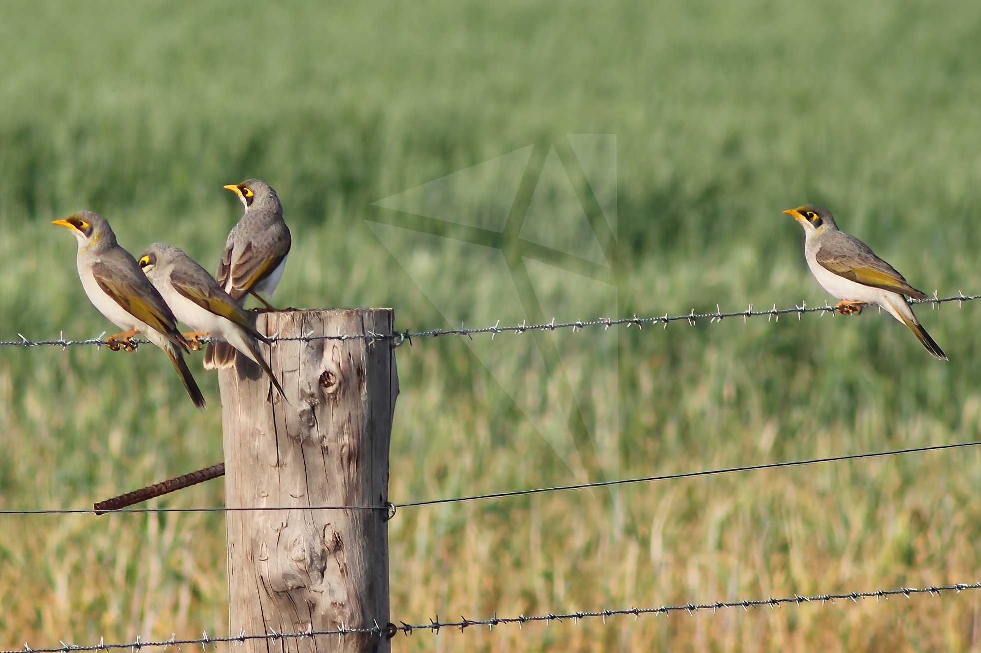 Miner Bird Photos – Parnell Photos
