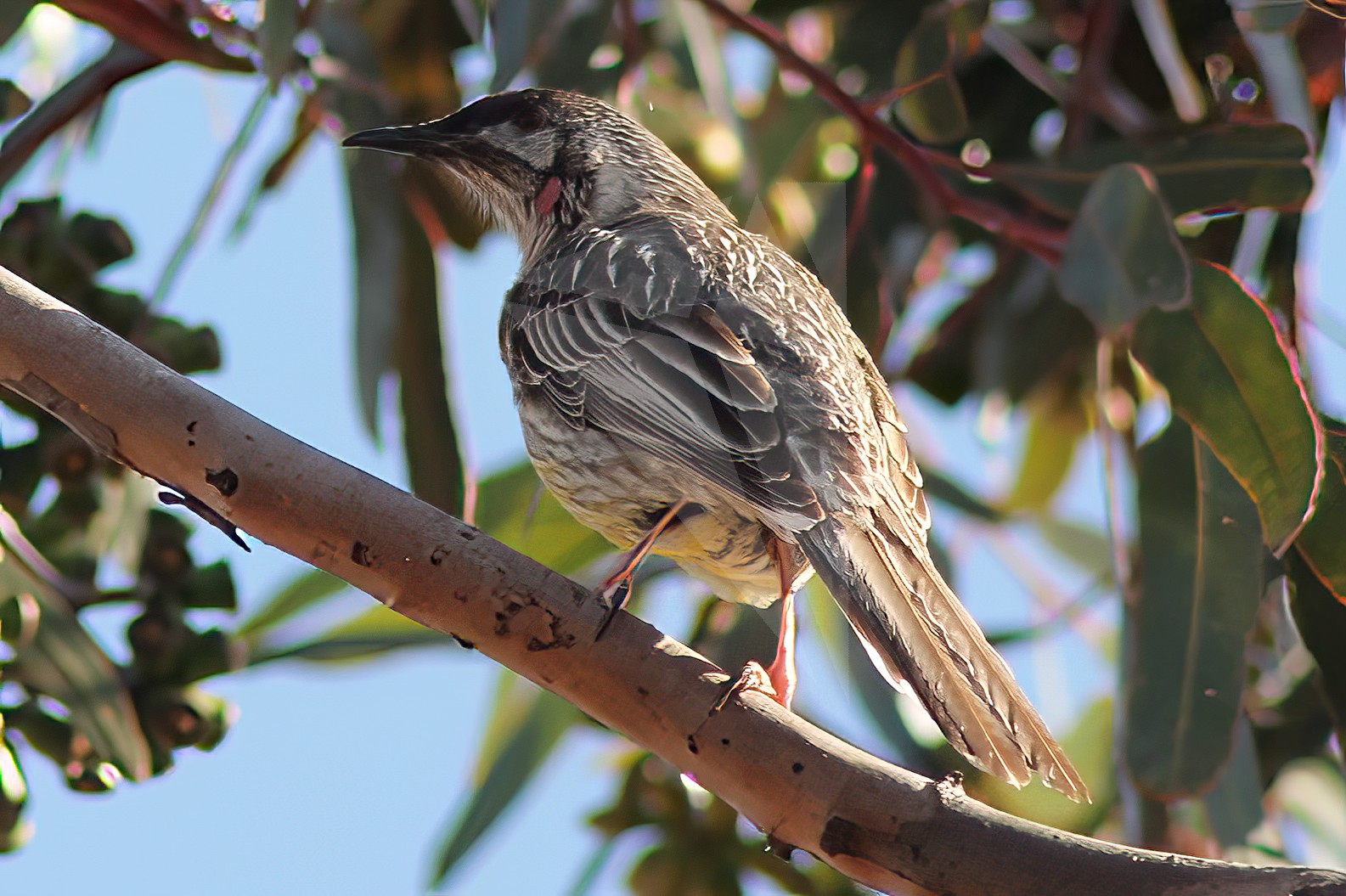 Red Wattlebird Photos – Parnell Photos