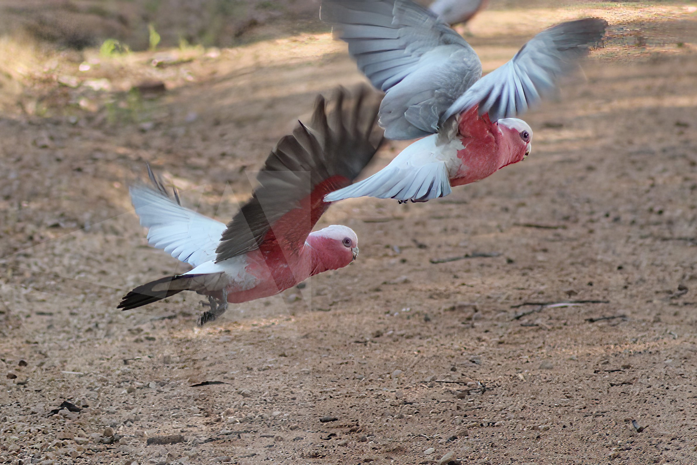 Galah Photos – Parnell Photos