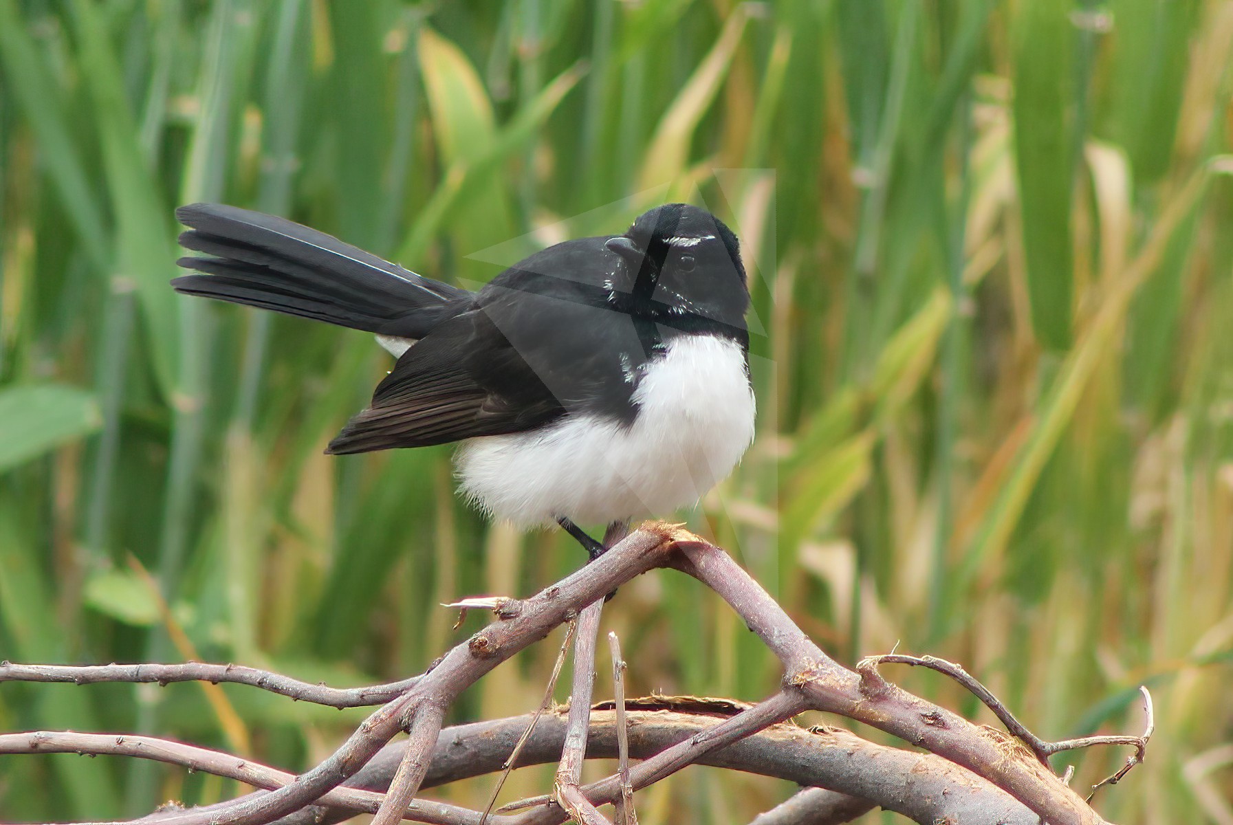 Willie Wagtail Photos – Parnell Photos