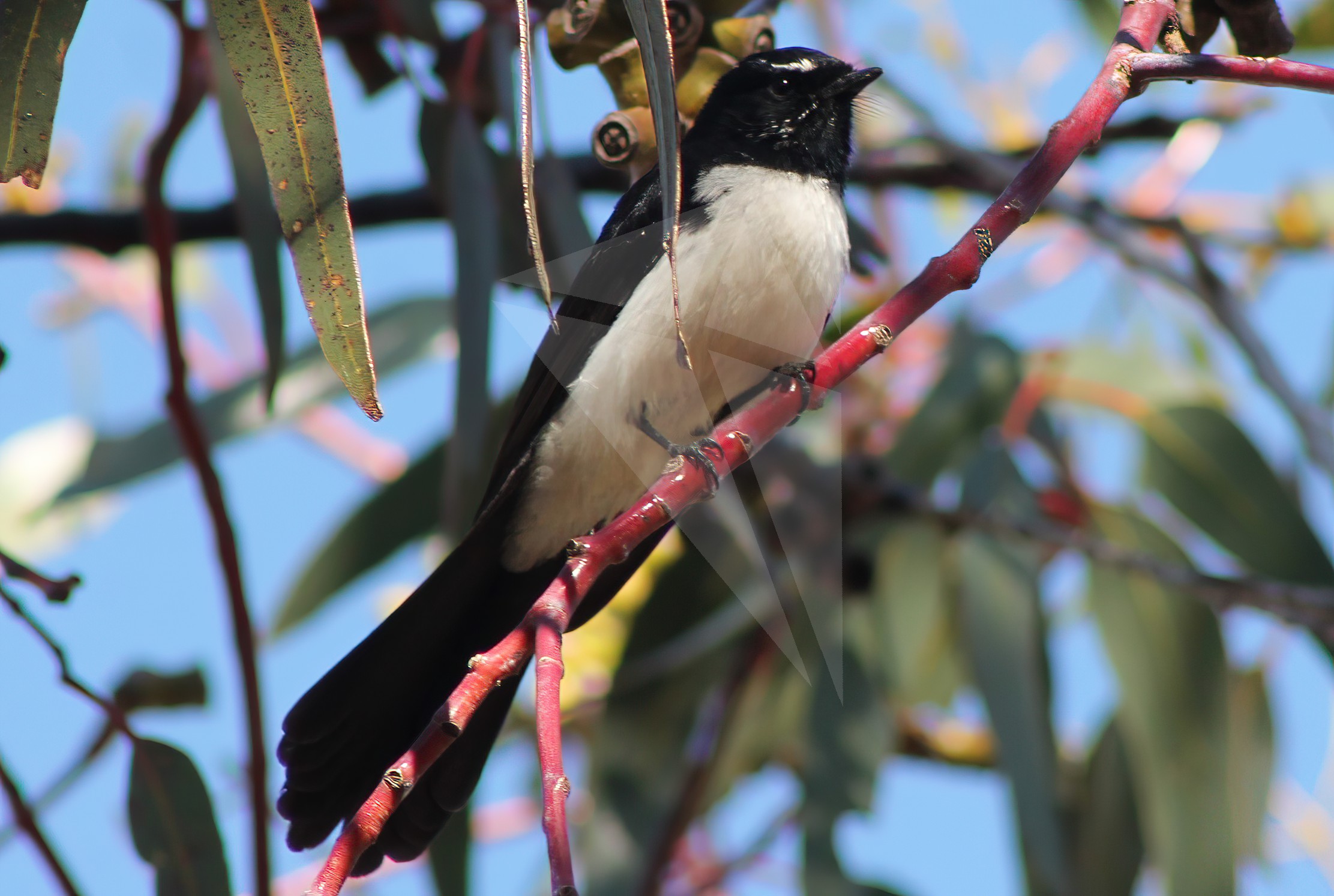 Willie Wagtail Photos – Parnell Photos