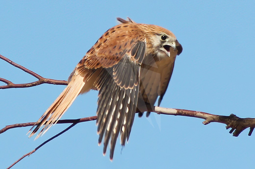 Kestrel Photos – Parnell Photos