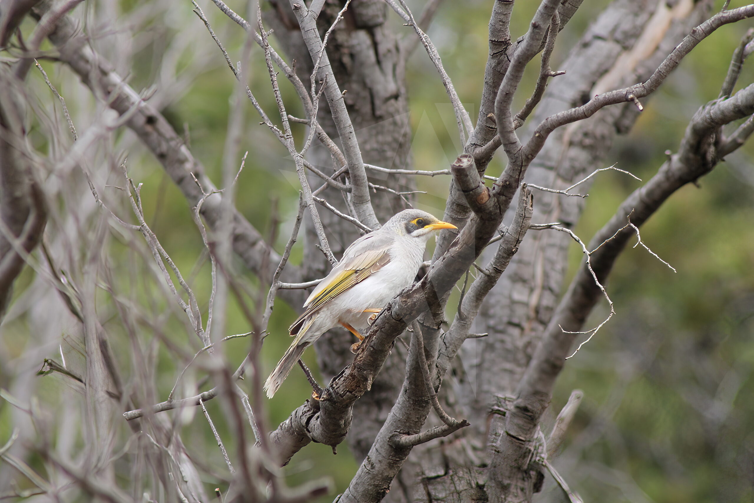 Miner Bird – Parnell Photos