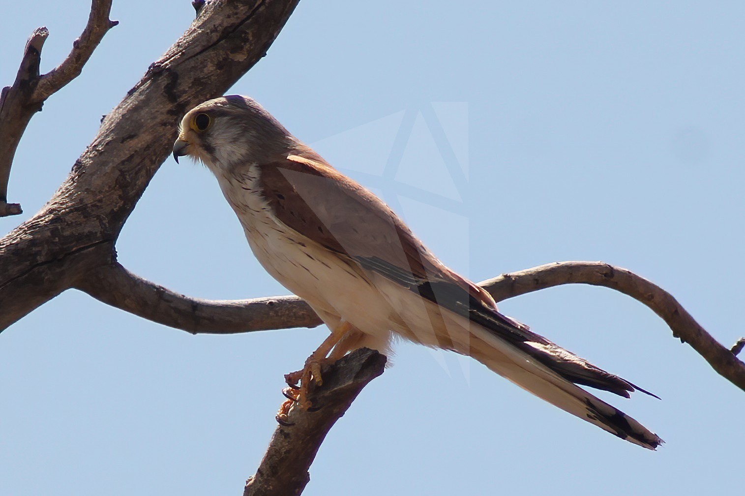 Kestrel Photos – Parnell Photos