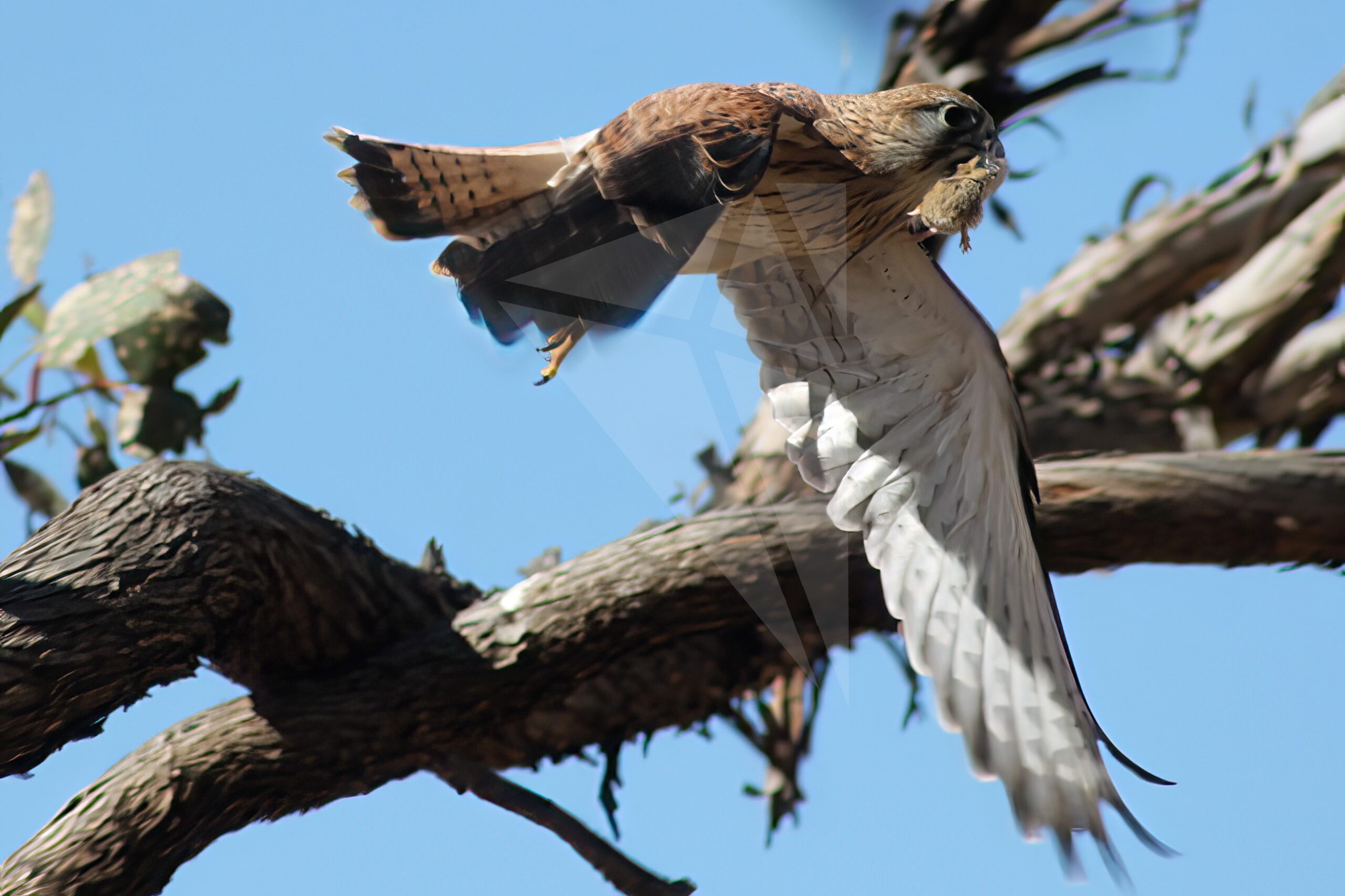 Kestrel Photos – Parnell Photos
