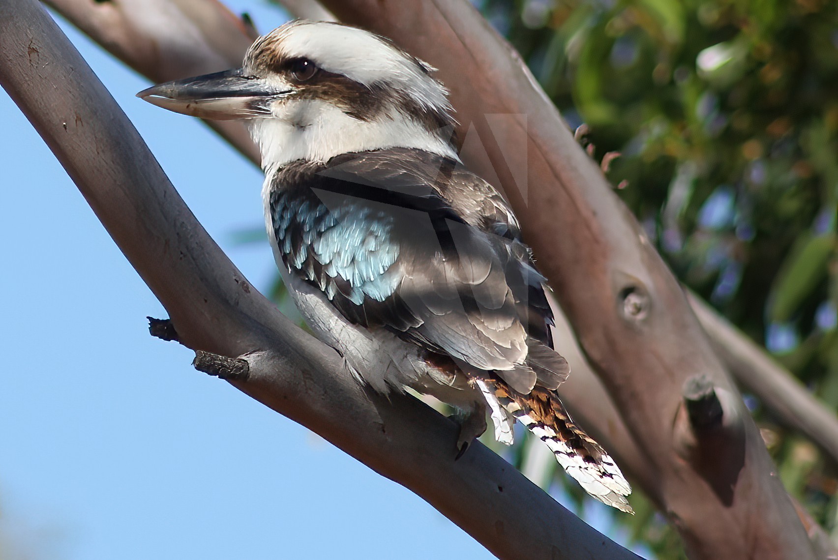 Kookaburra Photos – Parnell Photos