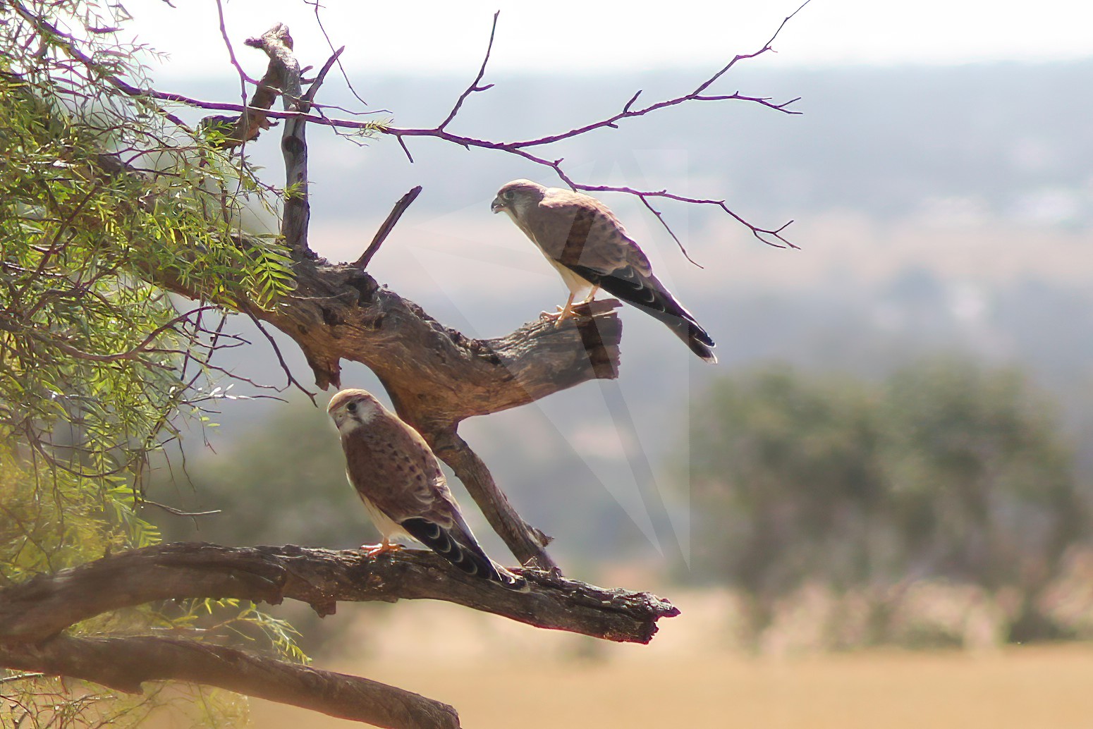 Kestrel Photos – Parnell Photos
