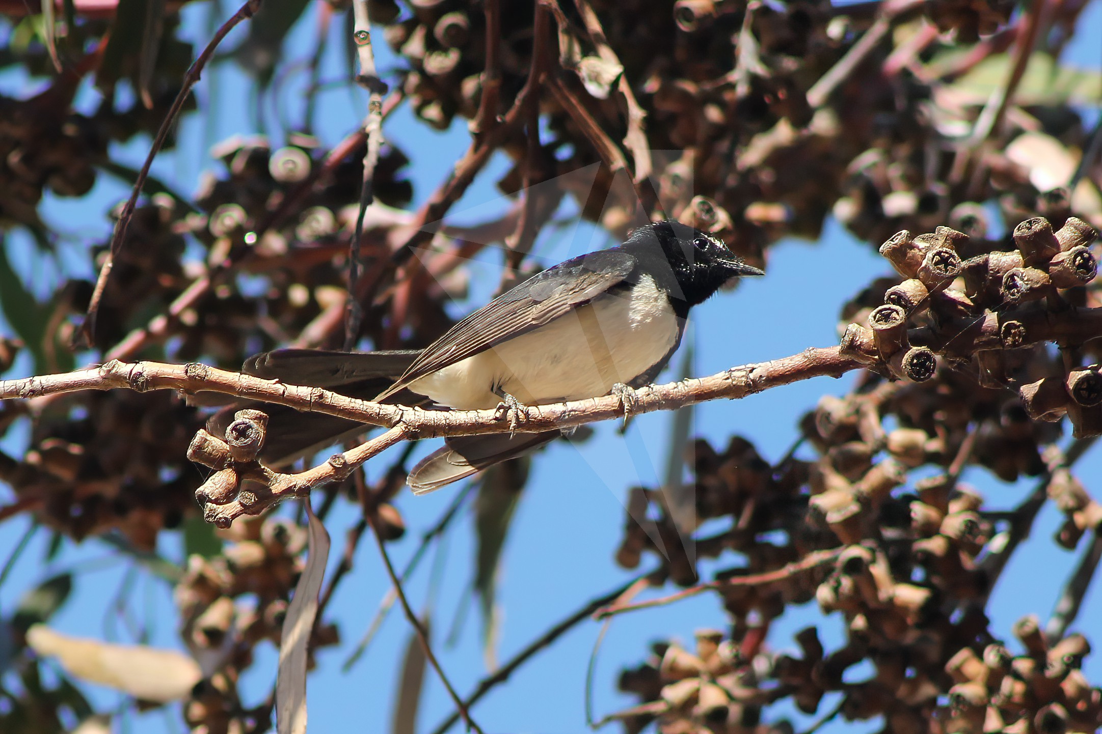 Willie Wagtail Photos – Parnell Photos