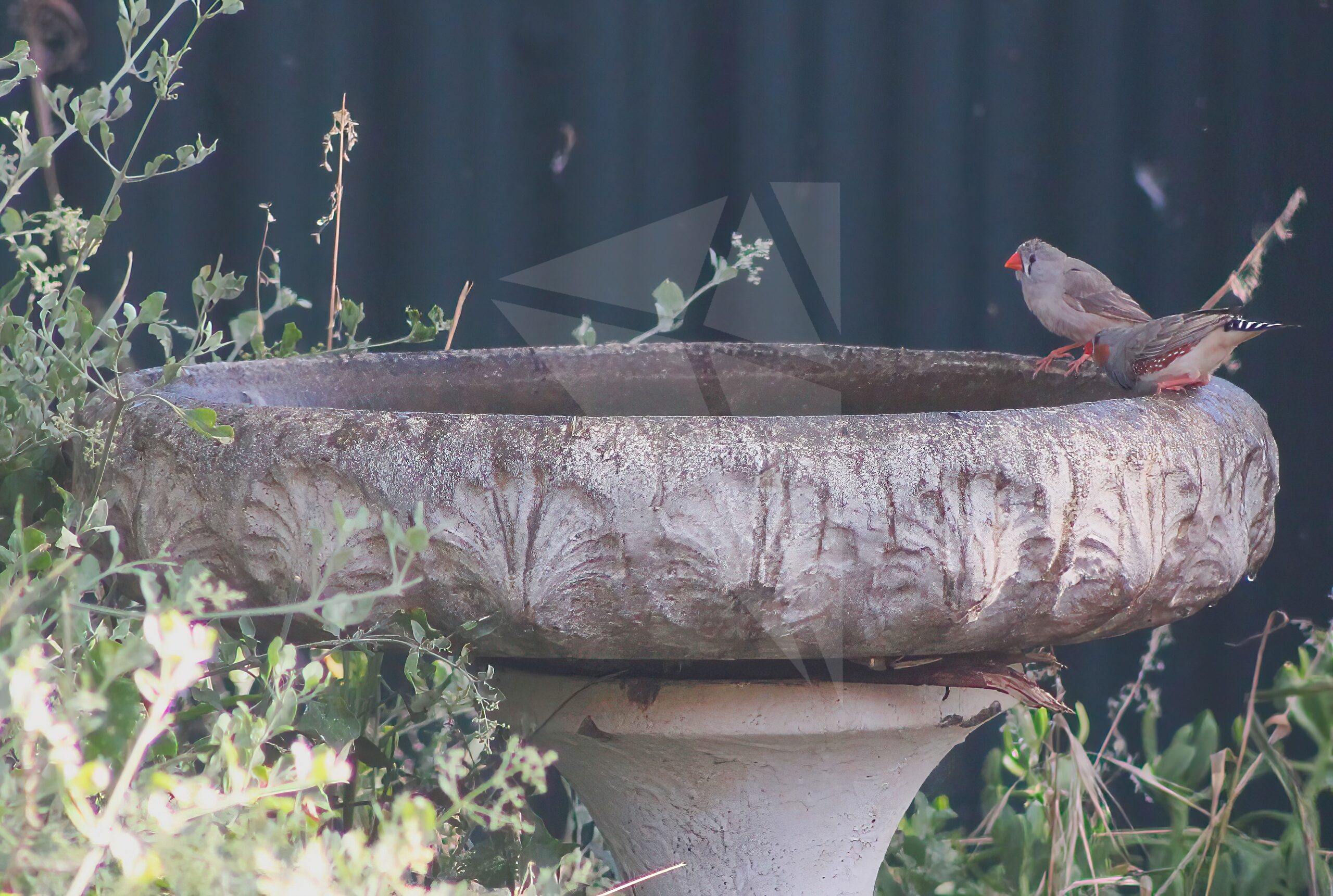Bird Bath Photos – Parnell Photos