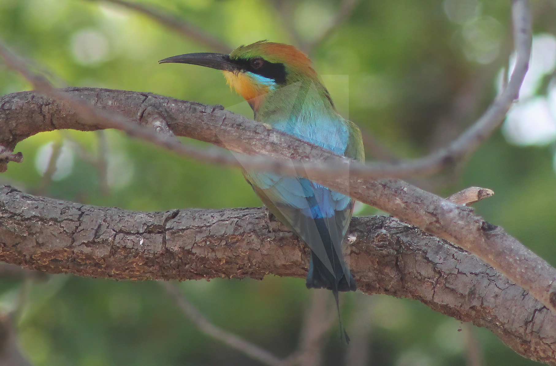 Rainbow Bee-eater Photos – Parnell Photos