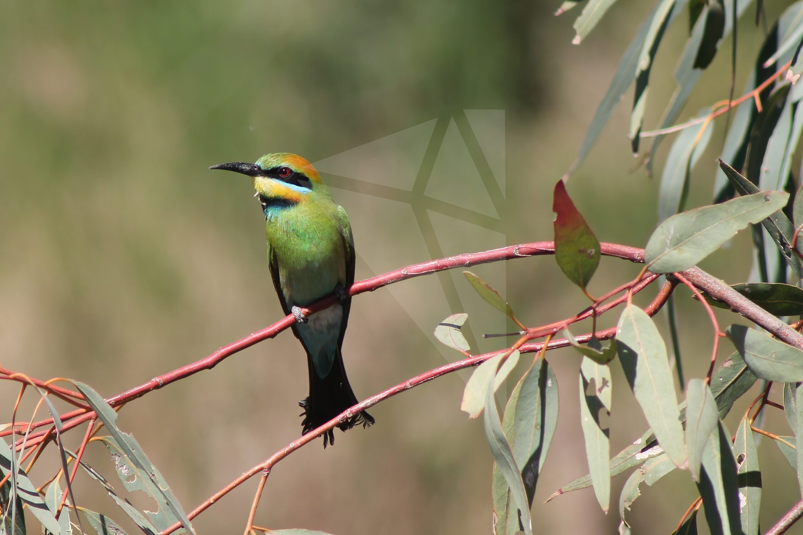 Rainbow Bee-eater Photos – Parnell Photos