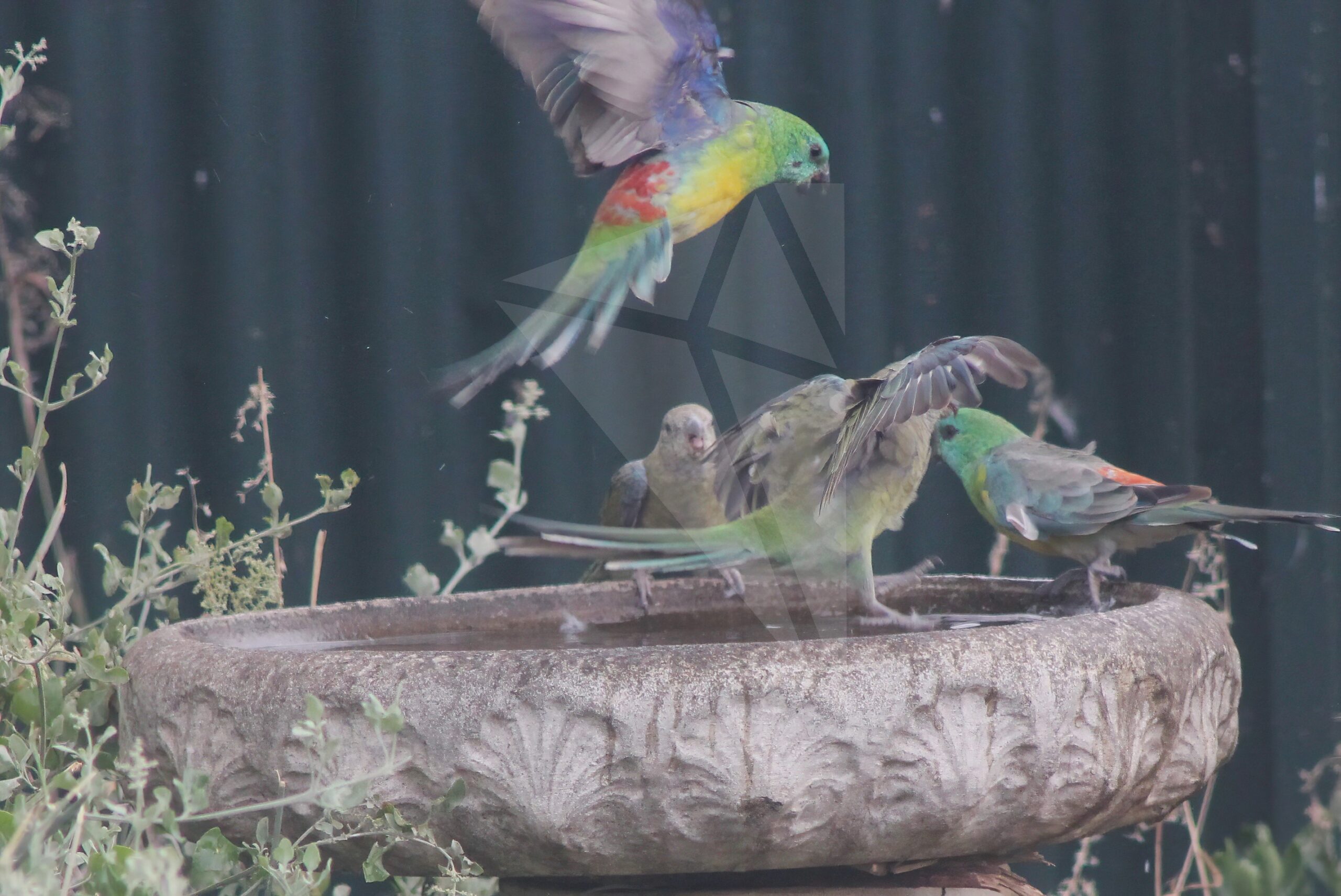 Bird Bath Photos – Parnell Photos