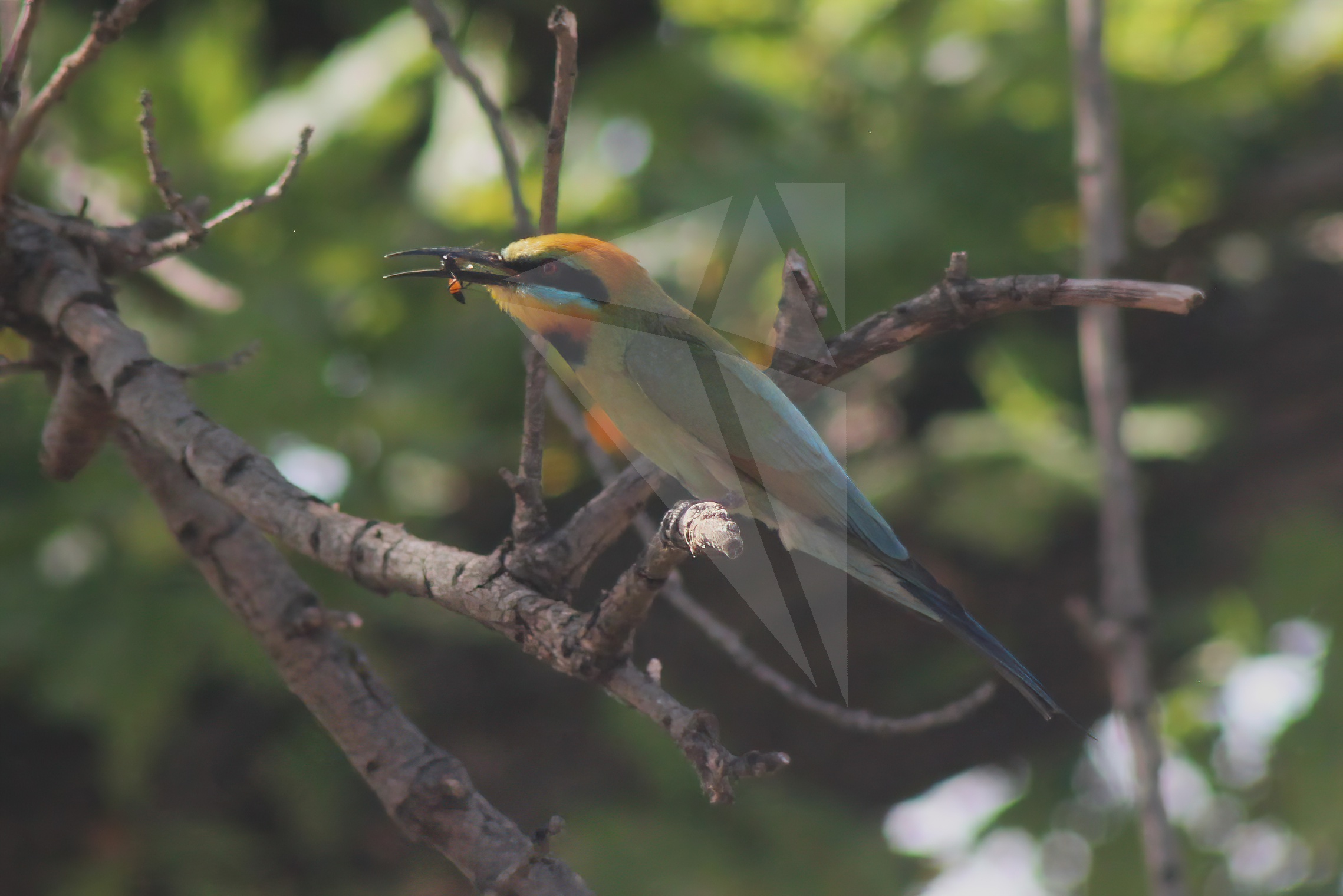 Rainbow Bee-eater Photos – Parnell Photos