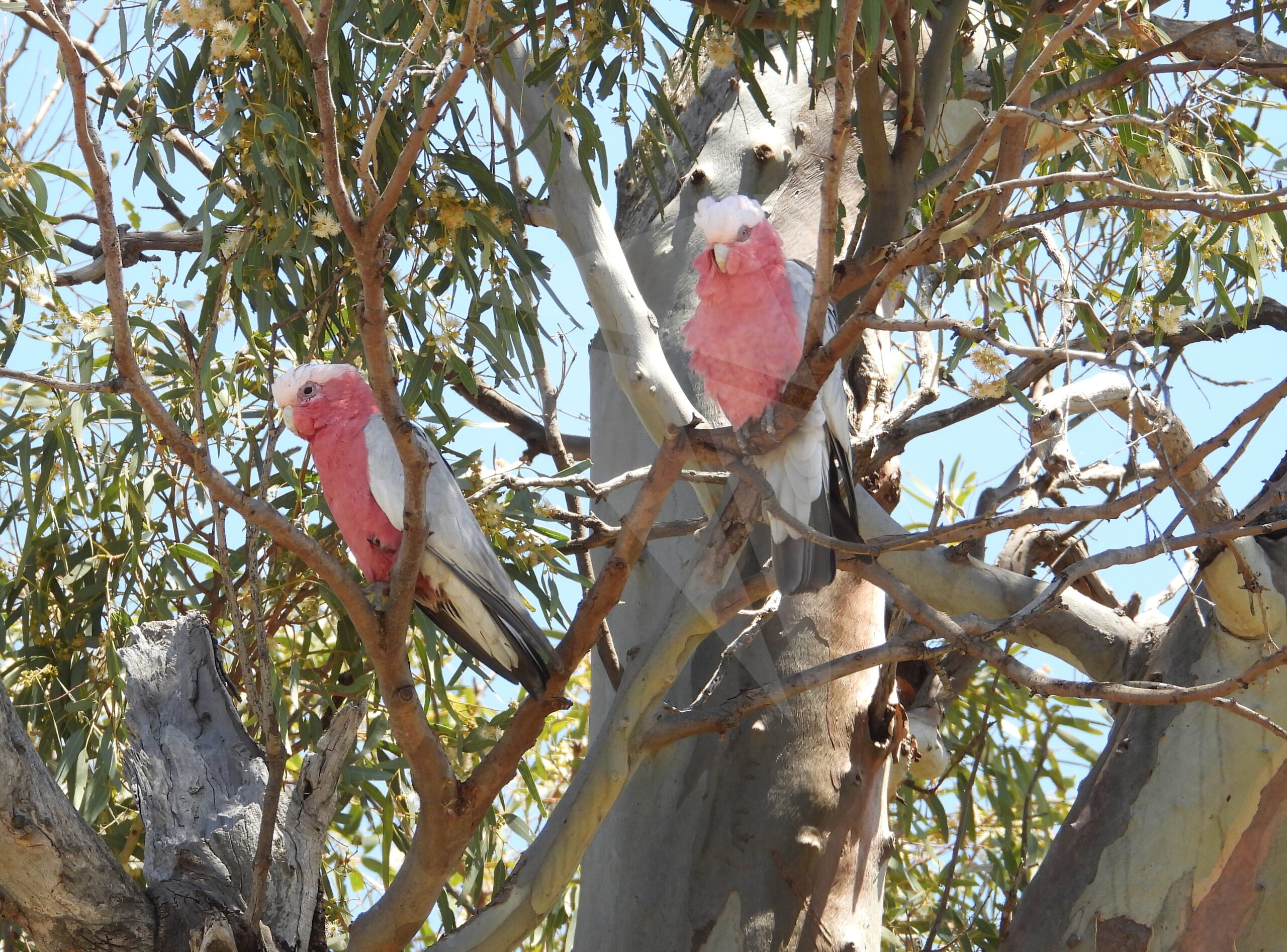 Galah Photos – Parnell Photos