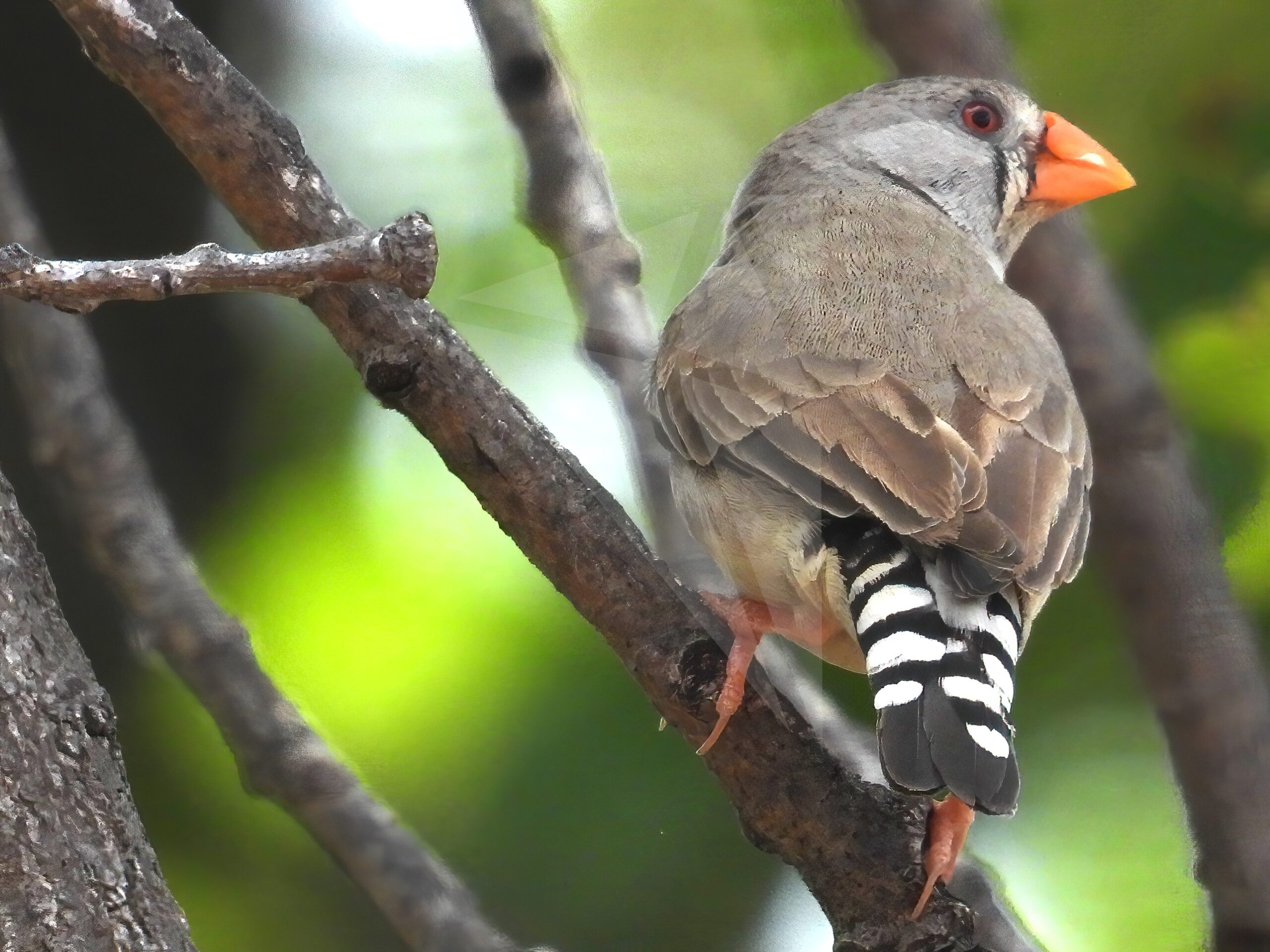 Australian Zebra Finch Photos – Parnell Photos